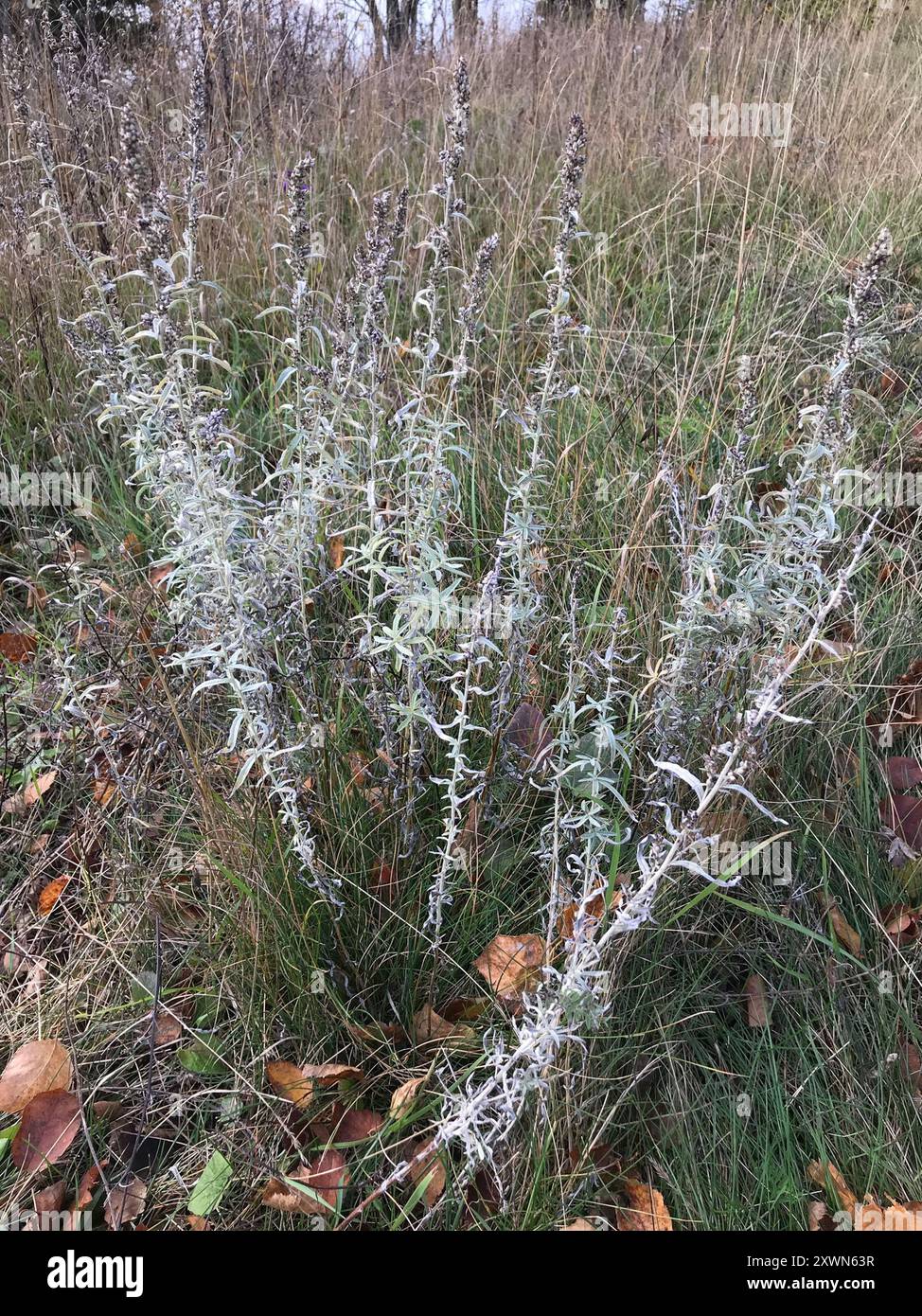 Silver Wormwood (Artemisia ludoviciana) Plantae Stock Photo - Alamy