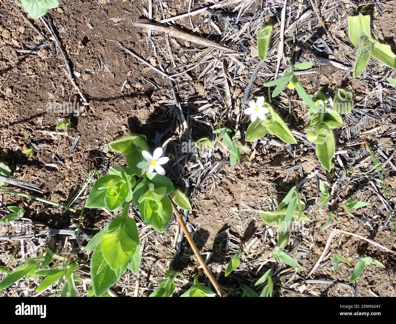 Stargrasses (Hypoxis) Plantae Stock Photo - Alamy