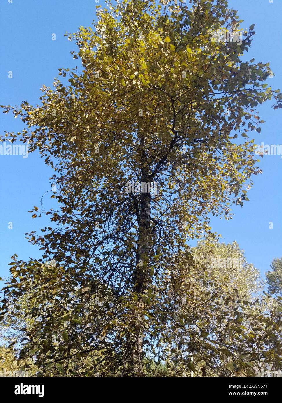 black cottonwood (Populus trichocarpa) Plantae Stock Photo - Alamy