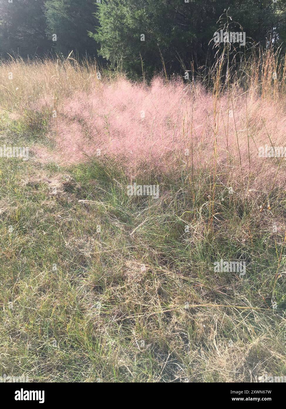 Hairawn Muhly (Muhlenbergia capillaris) Plantae Stock Photo - Alamy