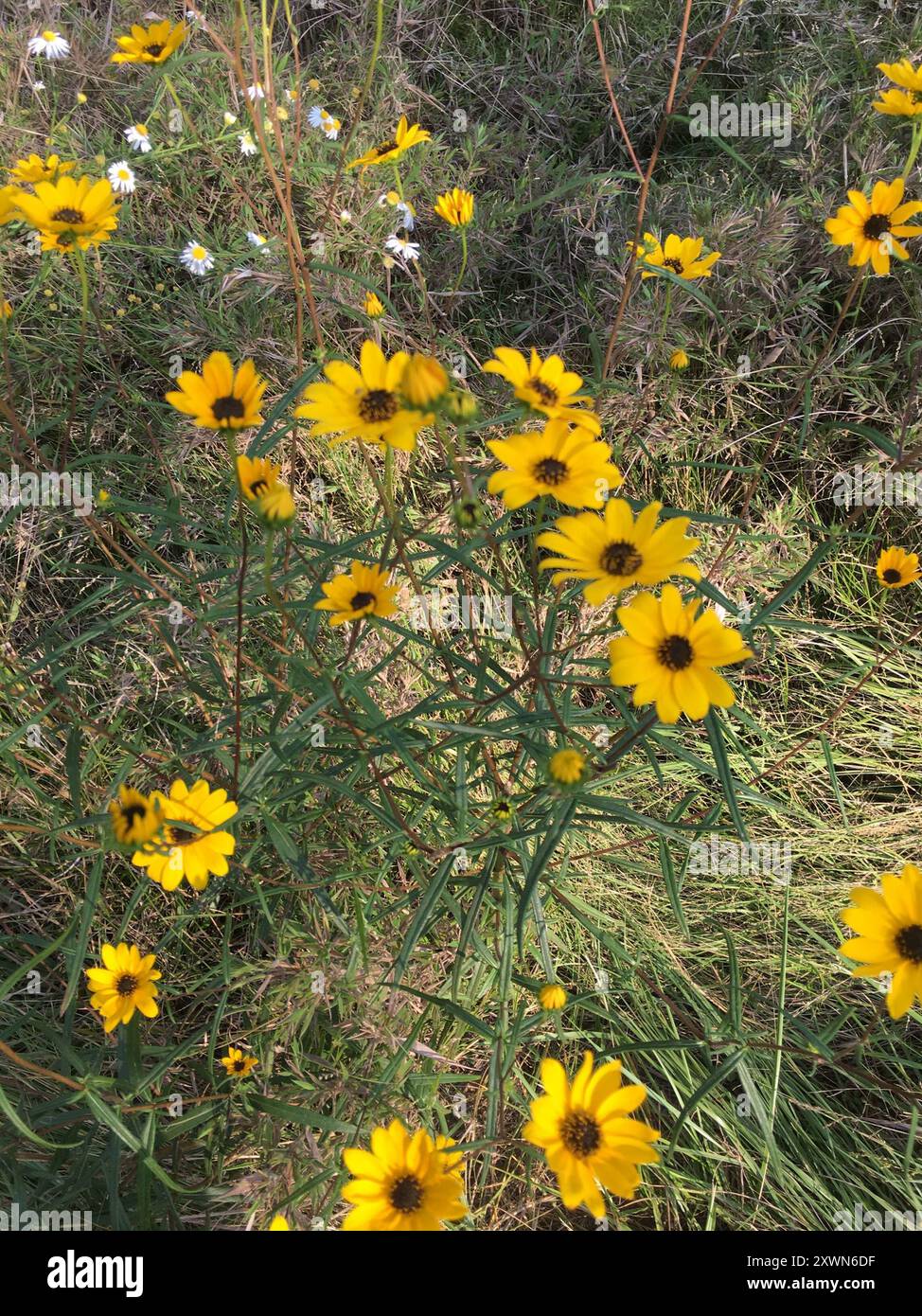 narrowleaf sunflower (Helianthus angustifolius) Plantae Stock Photo - Alamy