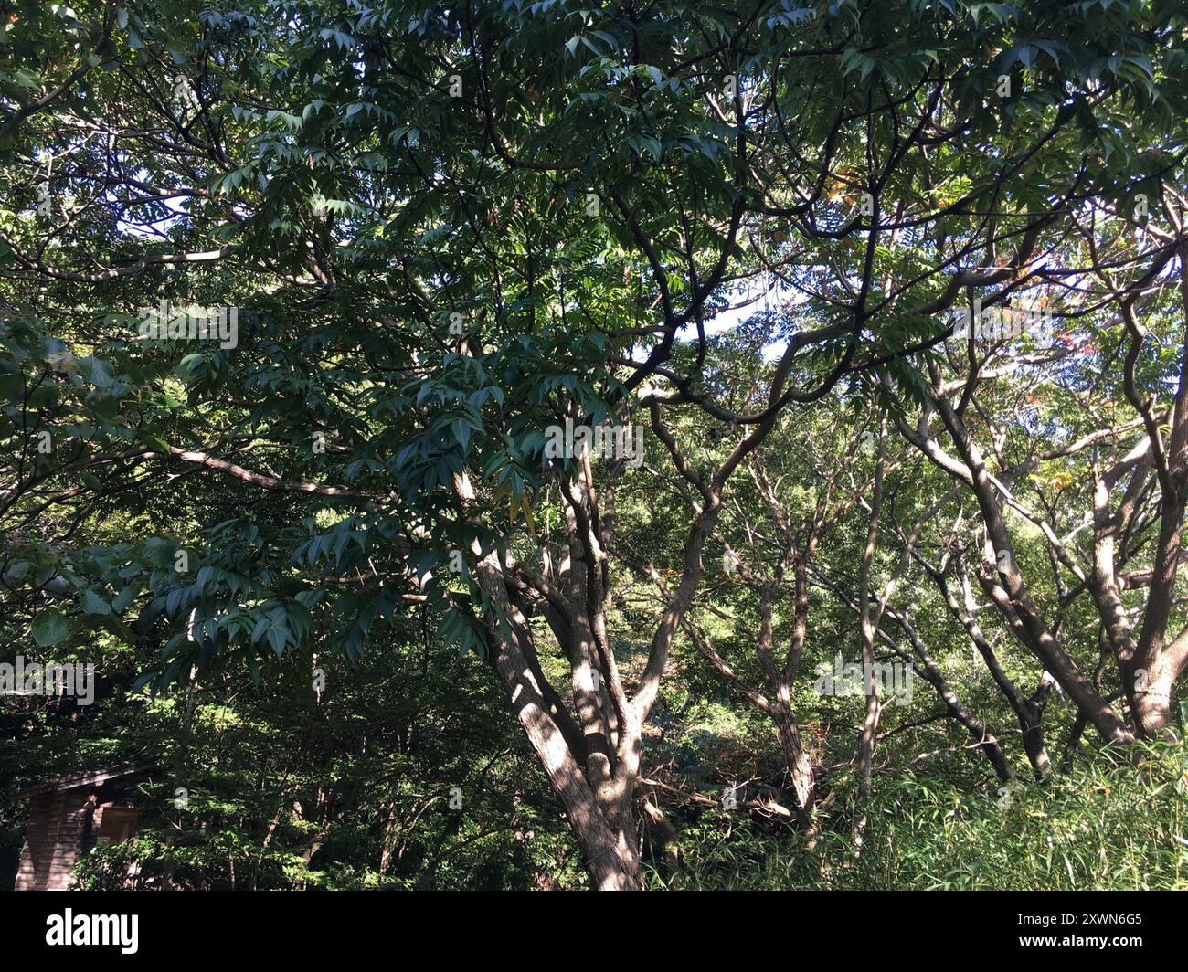 Japanese wax tree (Toxicodendron succedaneum) Plantae Stock Photo - Alamy