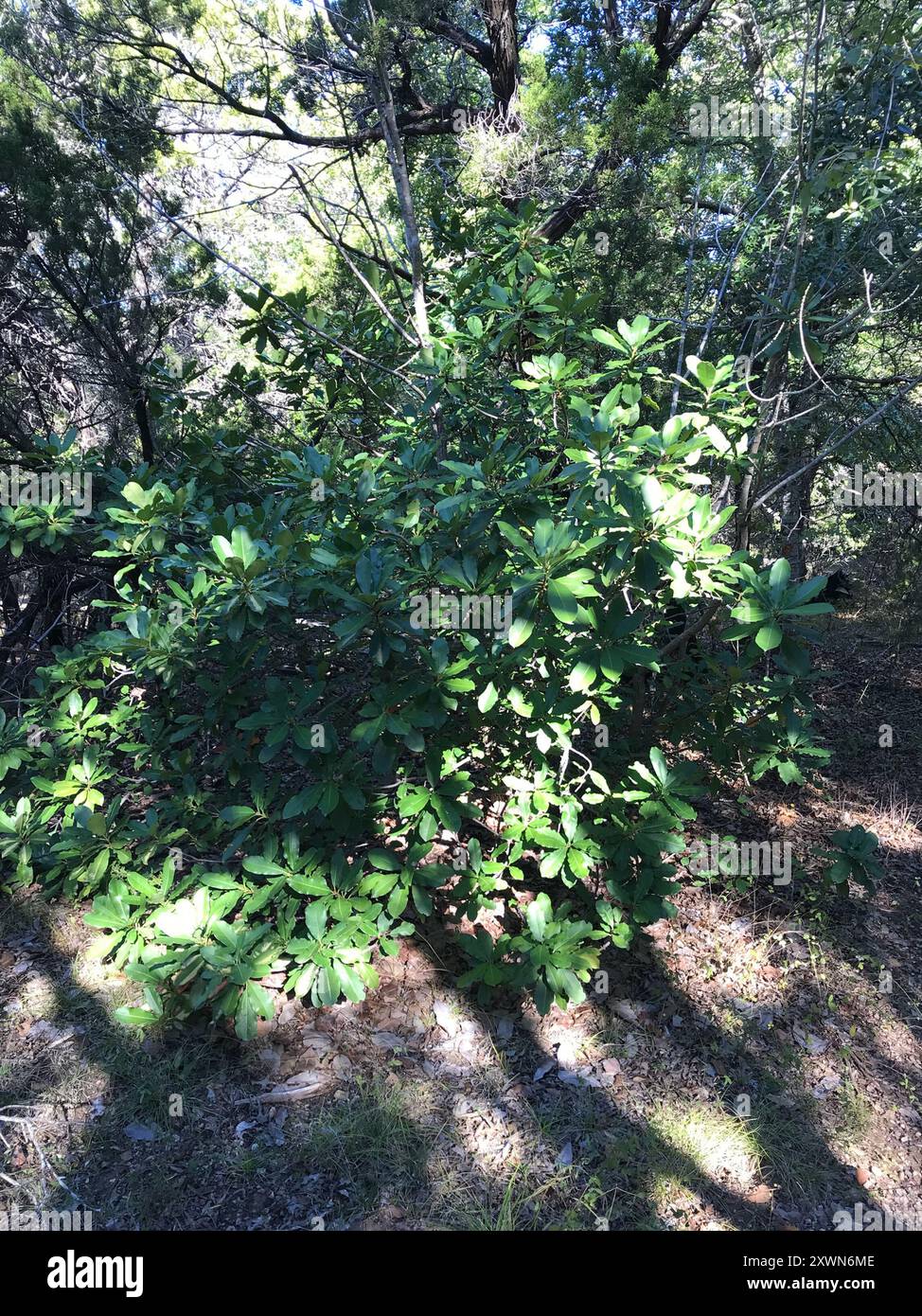 Chinese Photinia (Photinia serratifolia) Plantae Stock Photo - Alamy