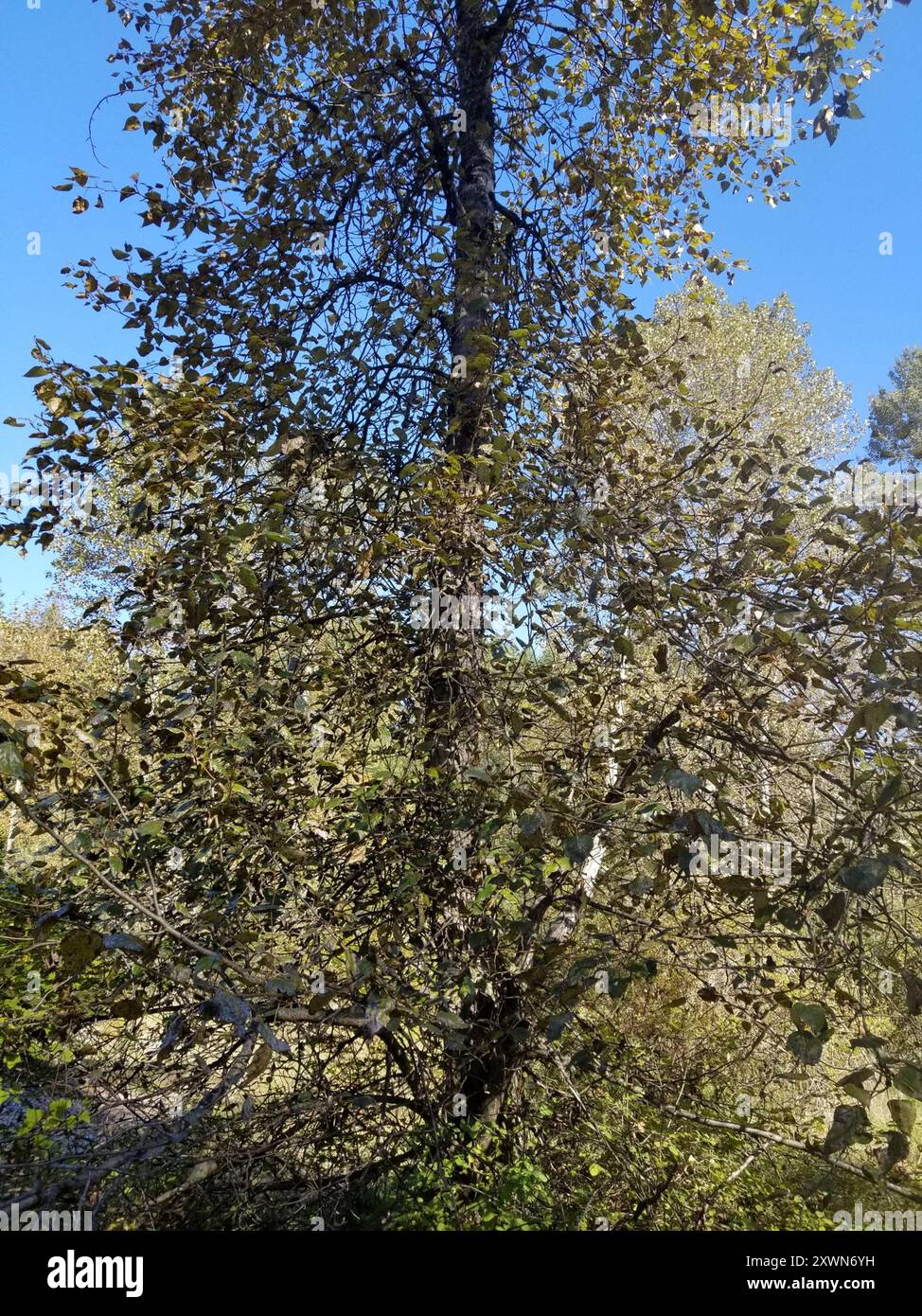 black cottonwood (Populus trichocarpa) Plantae Stock Photo - Alamy