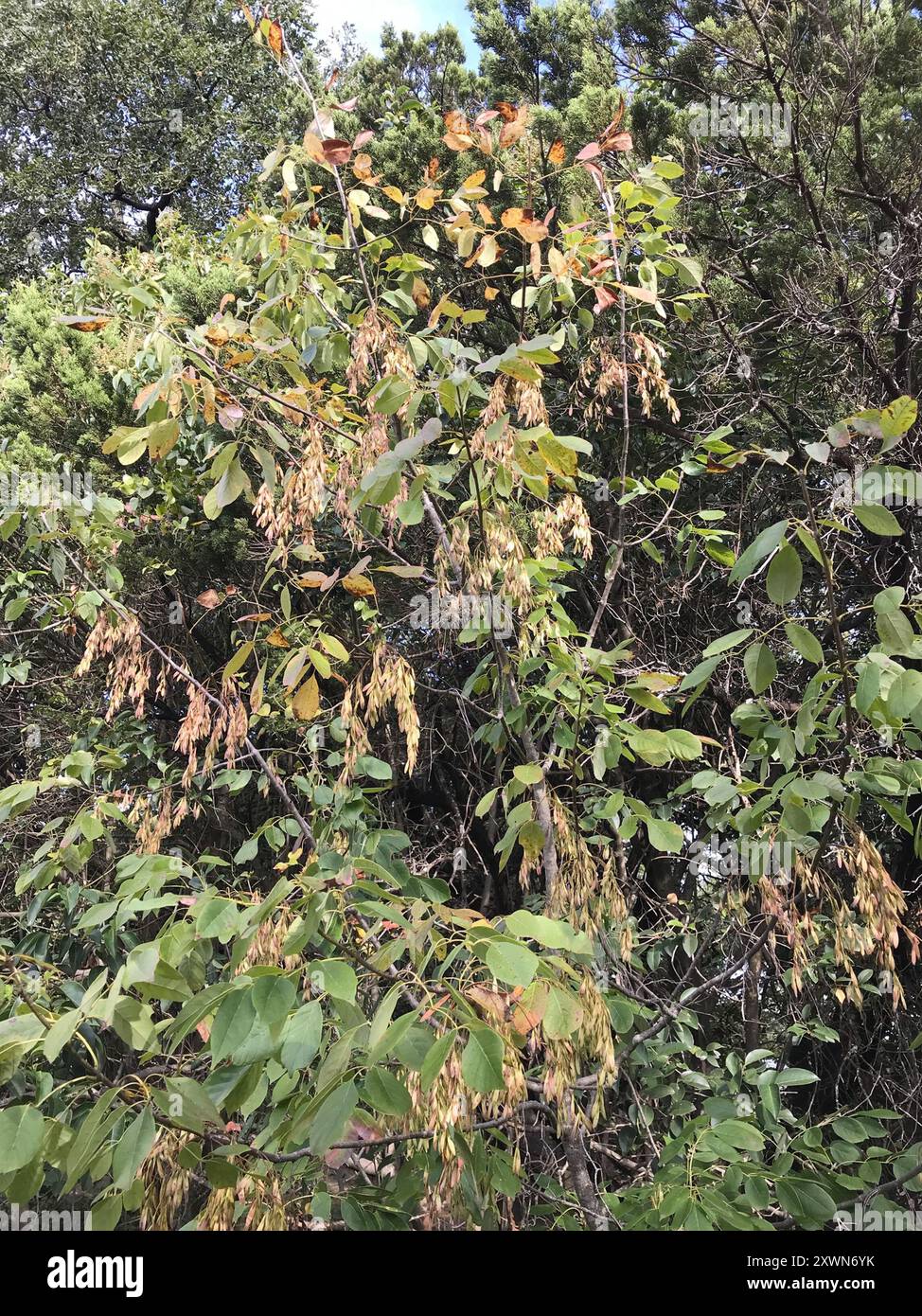 Texas ash (Fraxinus albicans) Plantae Stock Photo - Alamy