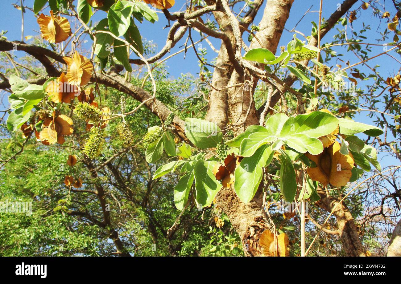 Largefruit hi-res stock photography and images - Alamy