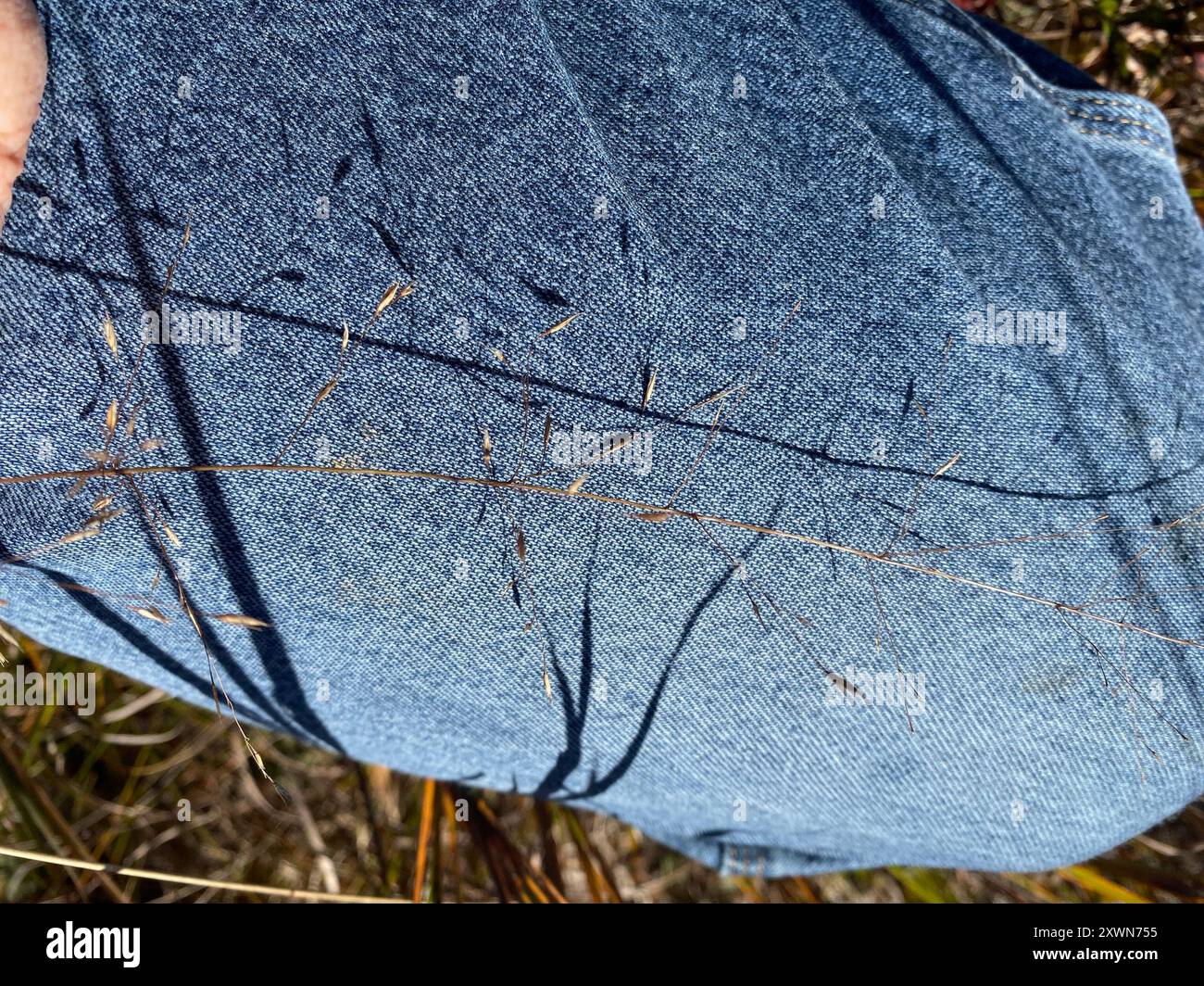 prairie dropseed (Sporobolus heterolepis) Plantae Stock Photo - Alamy