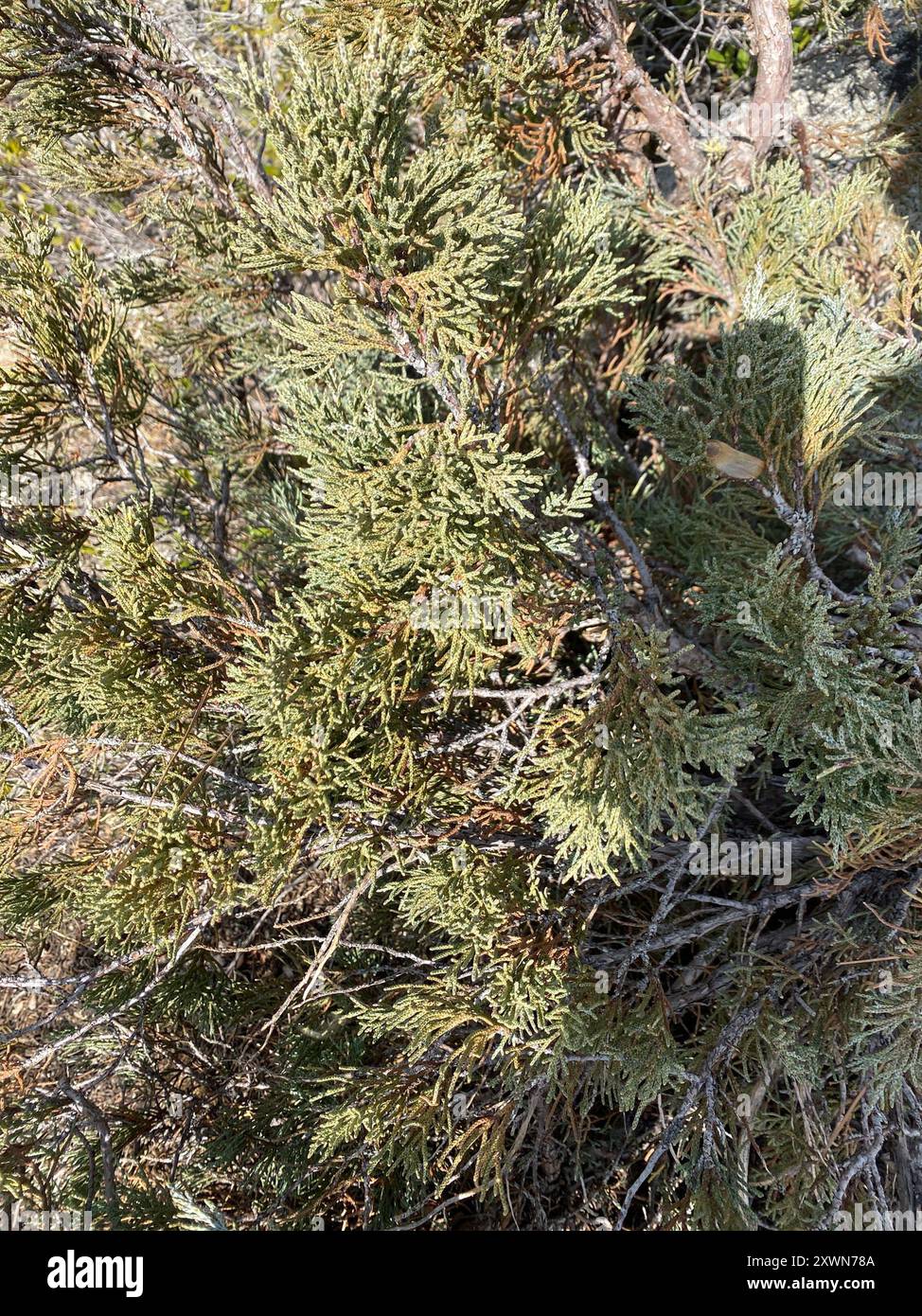 Juniperus grandis hi-res stock photography and images - Alamy