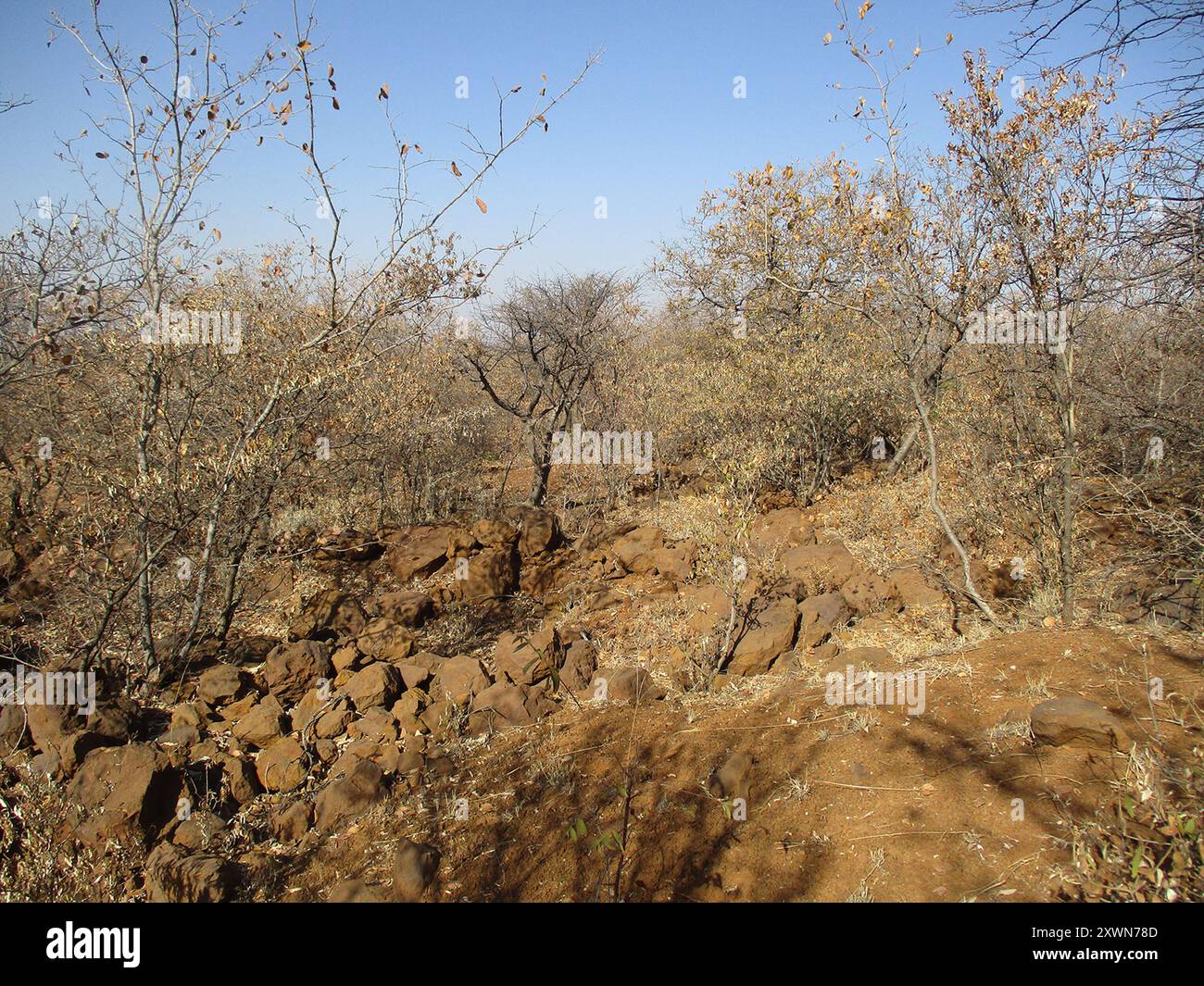 Lavender Feverberry (Croton gratissimus) Plantae Stock Photo - Alamy