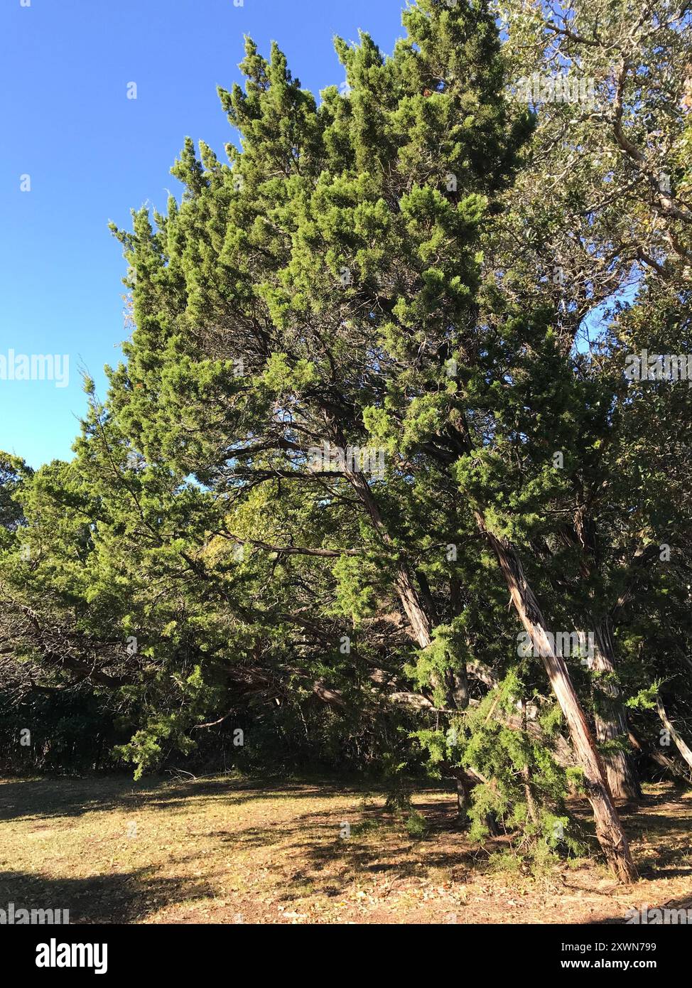 Ashe juniper (Juniperus ashei) Plantae Stock Photo - Alamy