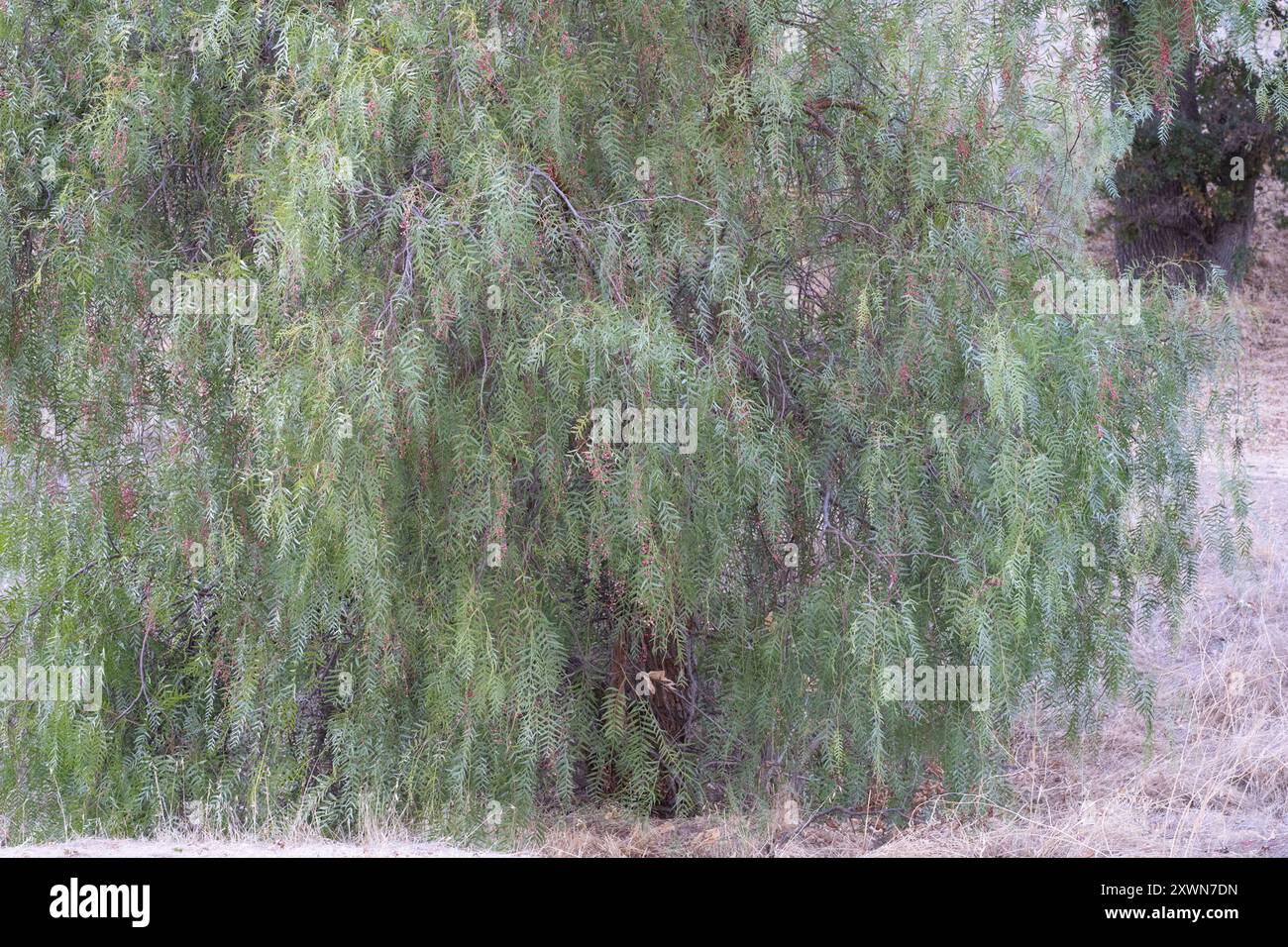 Peruvian Pepper Tree (Schinus molle) Plantae Stock Photo - Alamy