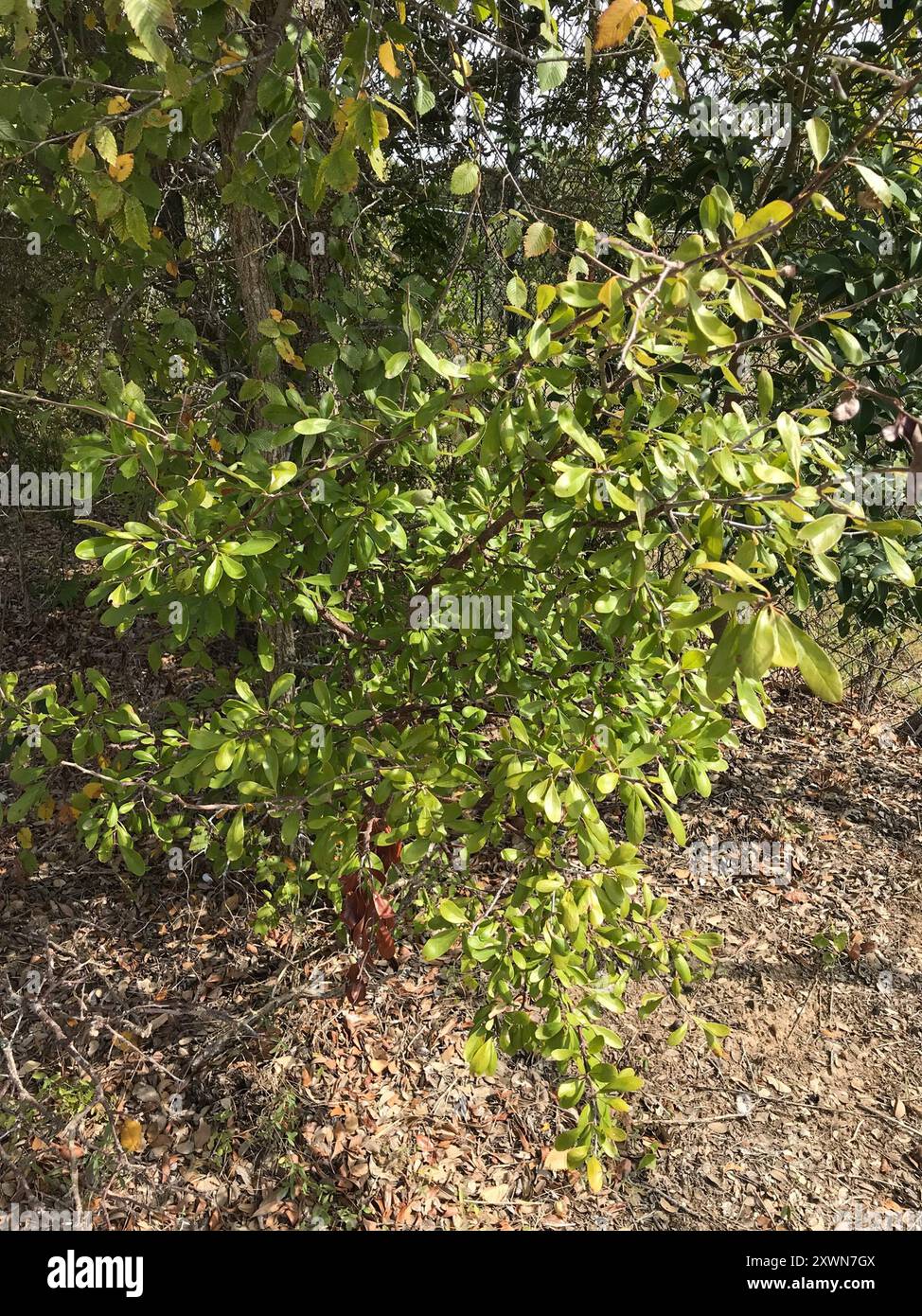 Gum bumelia (Sideroxylon lanuginosum) Plantae Stock Photo - Alamy