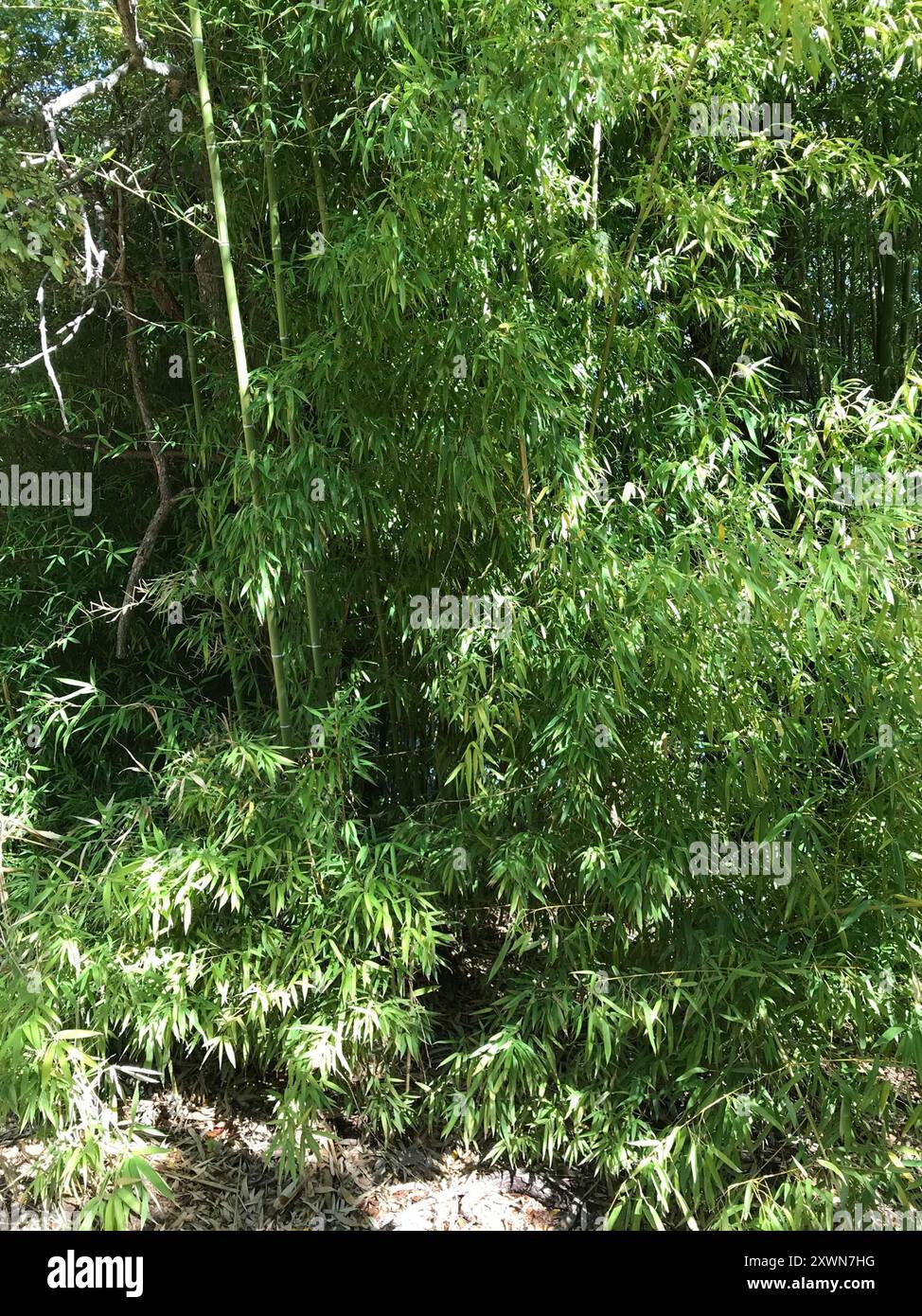 fishpole bamboo (Phyllostachys aurea) Plantae Stock Photo - Alamy