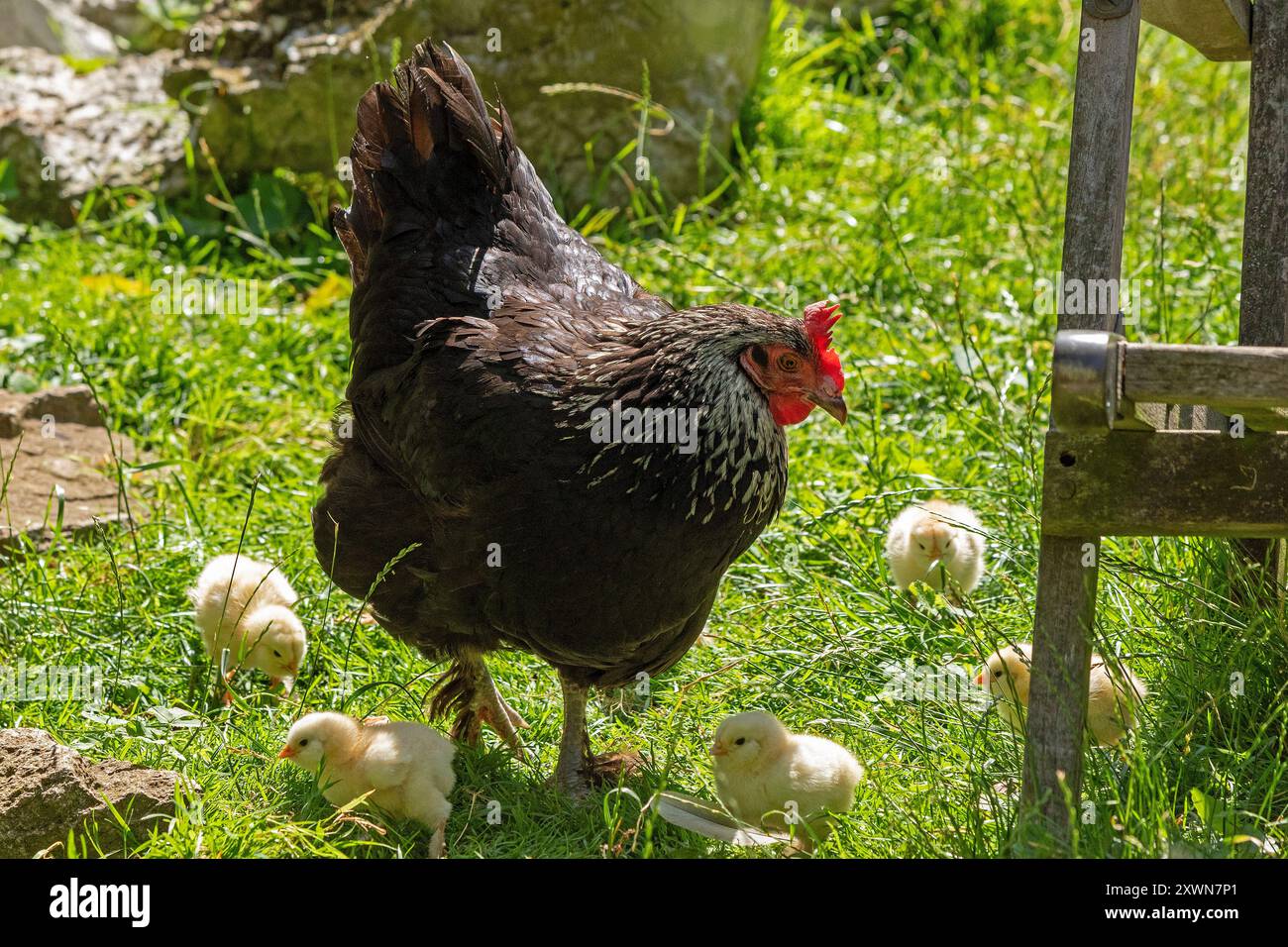 Poults with hen hi-res stock photography and images - Alamy