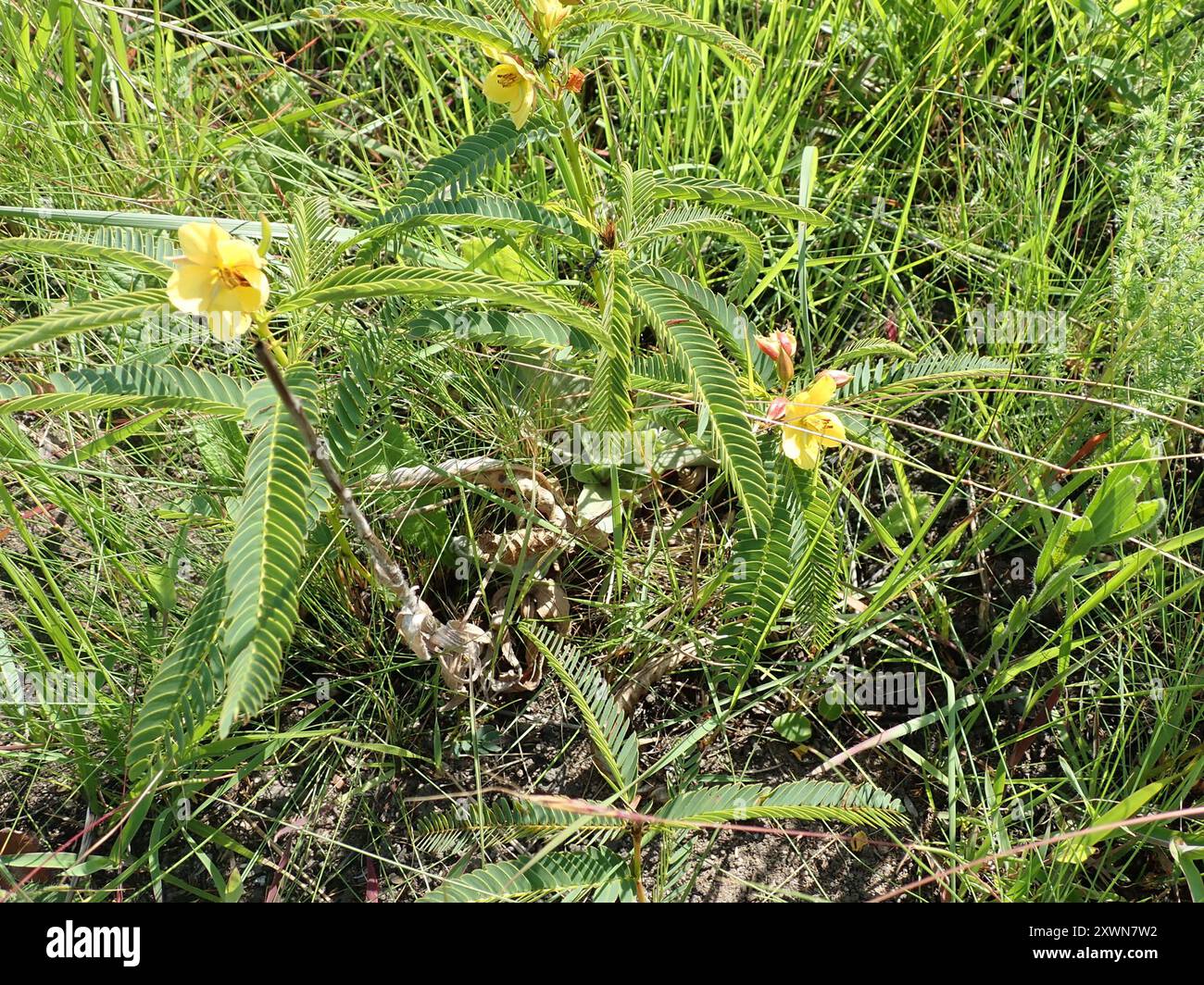 Trailing dwarf cassia (Chamaecrista comosa) Plantae Stock Photo - Alamy