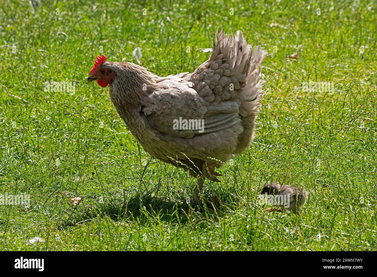 Hen' and chick hi-res stock photography and images - Alamy