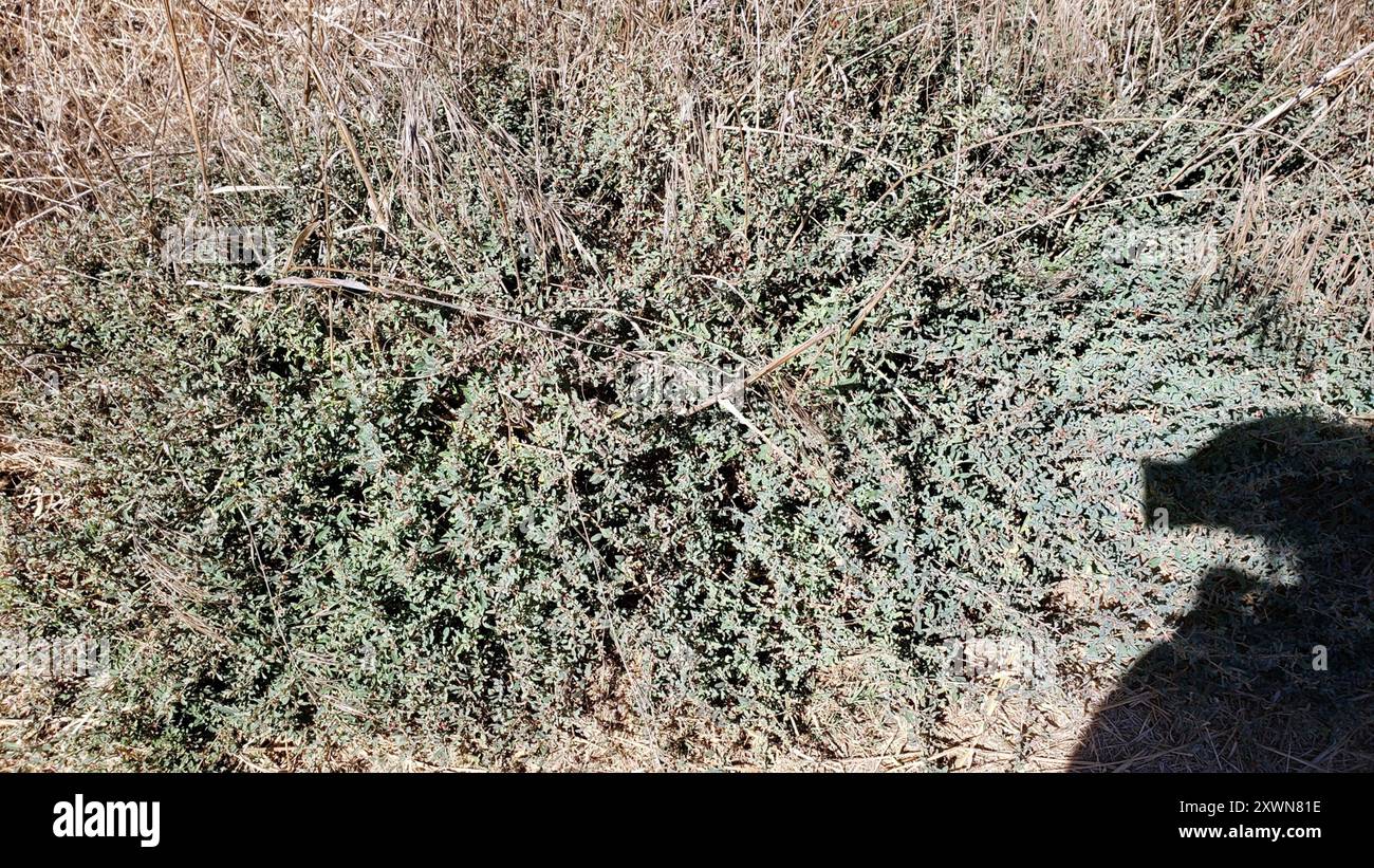 berry saltbush (Atriplex semibaccata) Plantae Stock Photo - Alamy