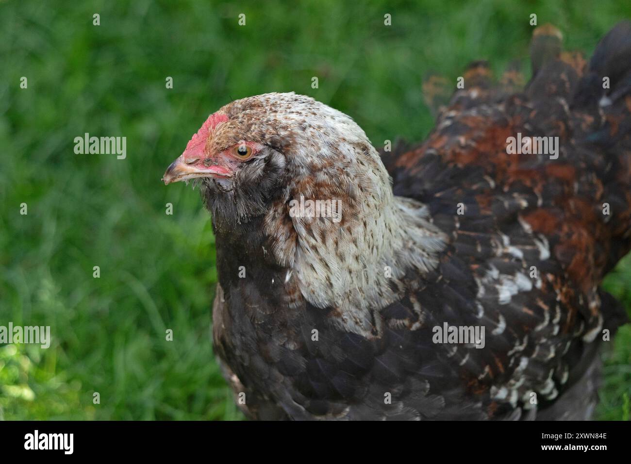 Thoroughbred chicken hi-res stock photography and images - Alamy