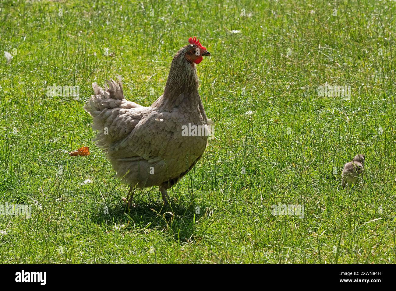 Hen' and chick hi-res stock photography and images - Alamy