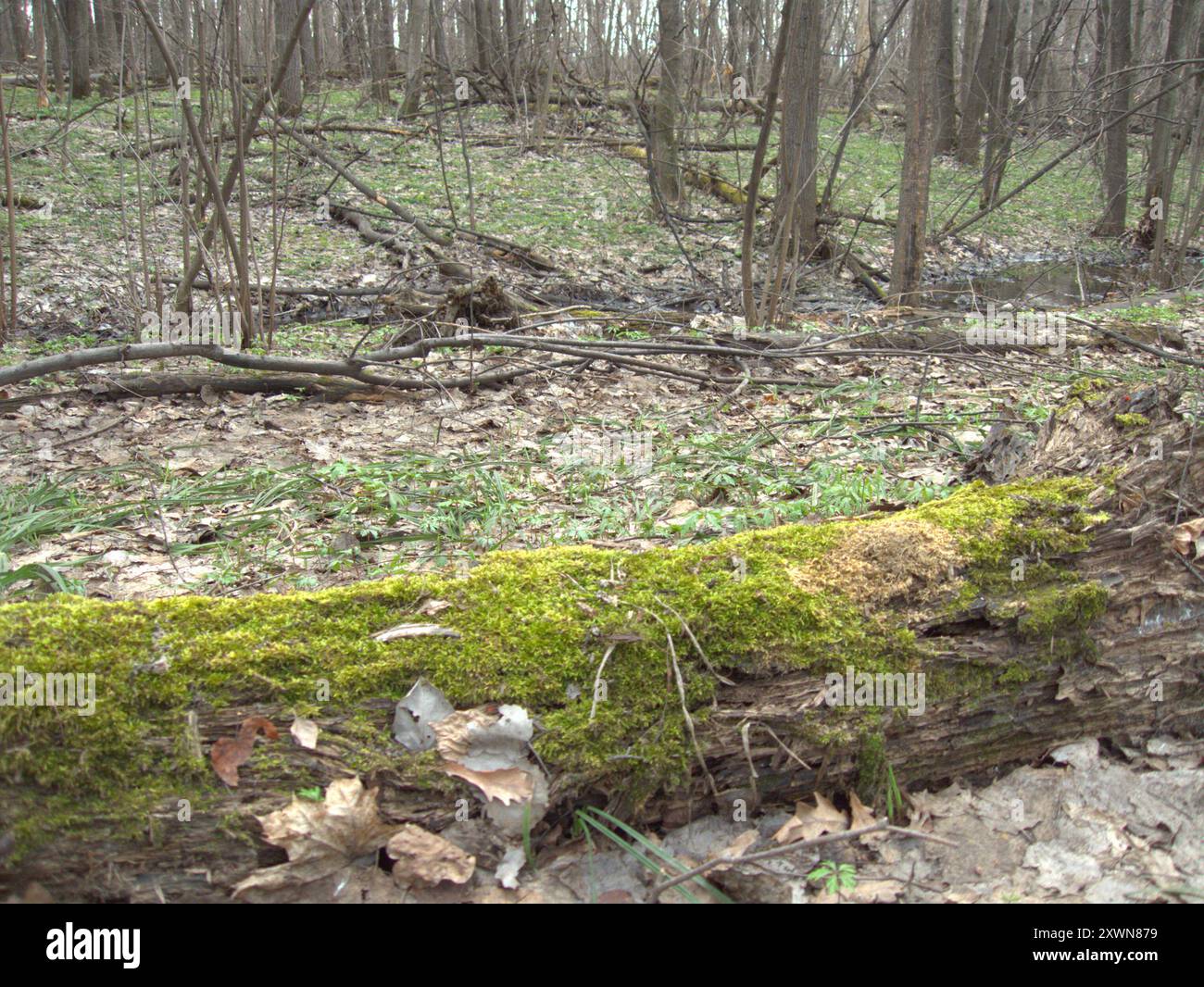 joint-toothed mosses (Bryopsida) Plantae Stock Photo - Alamy