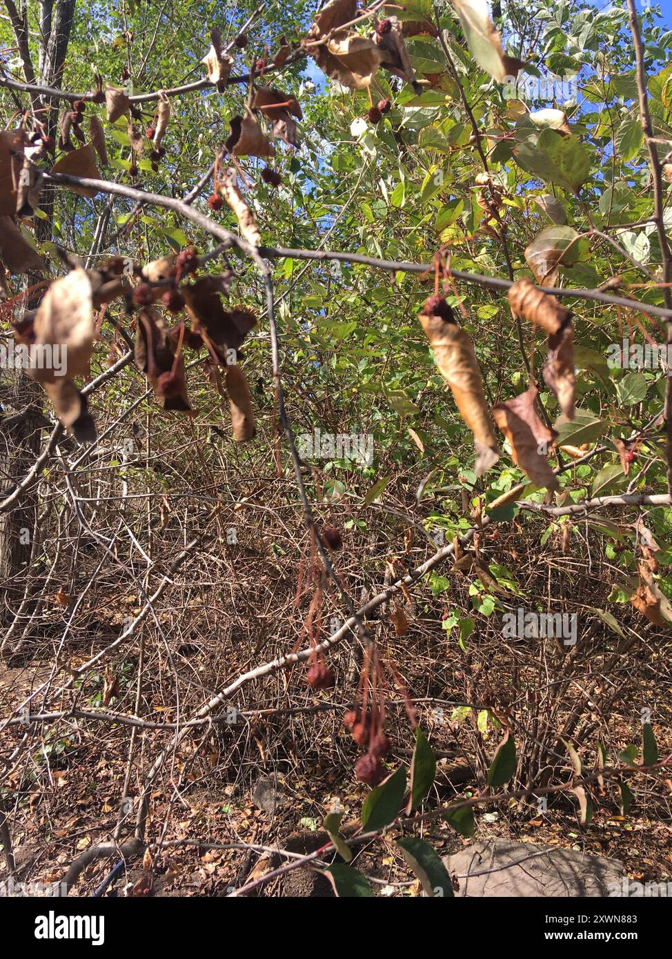 Hupeh Crabapple (Malus hupehensis) Plantae Stock Photo - Alamy
