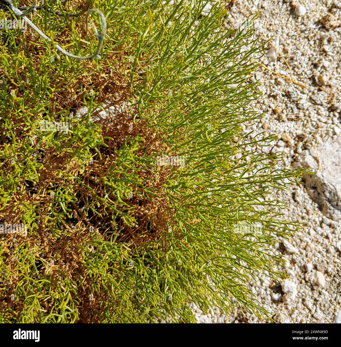 Green Rabbitbrush (Ericameria teretifolia) Plantae Stock Photo - Alamy