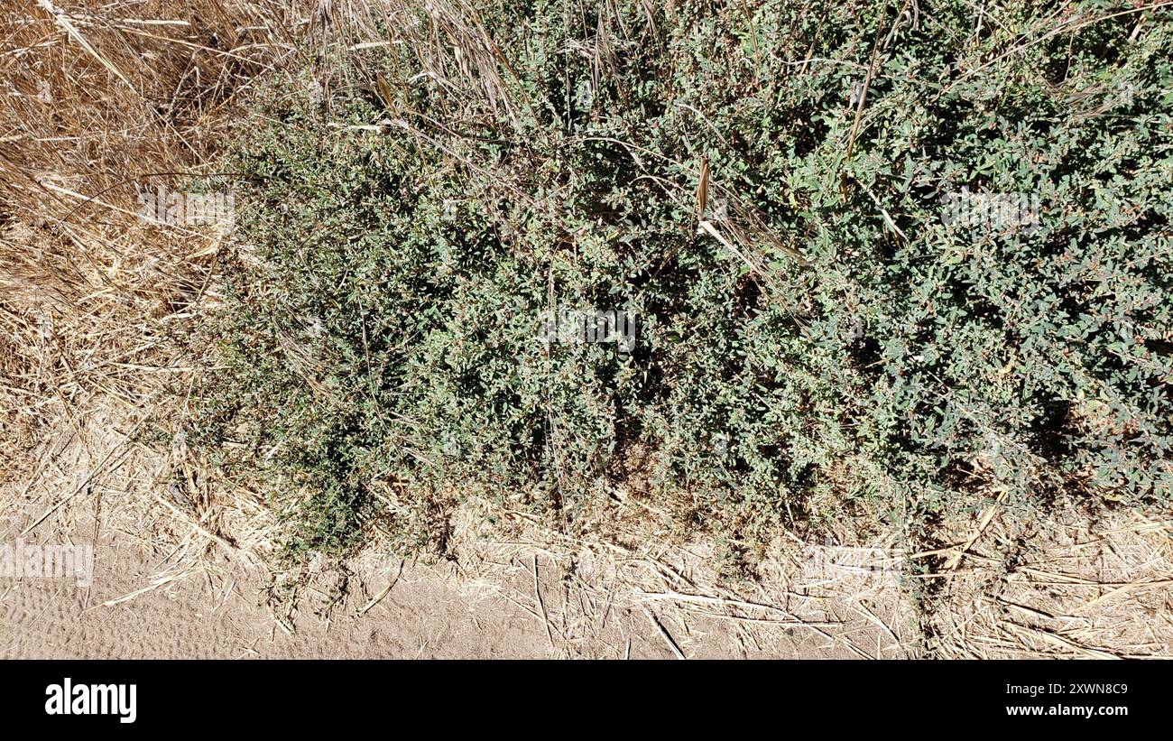 berry saltbush (Atriplex semibaccata) Plantae Stock Photo - Alamy