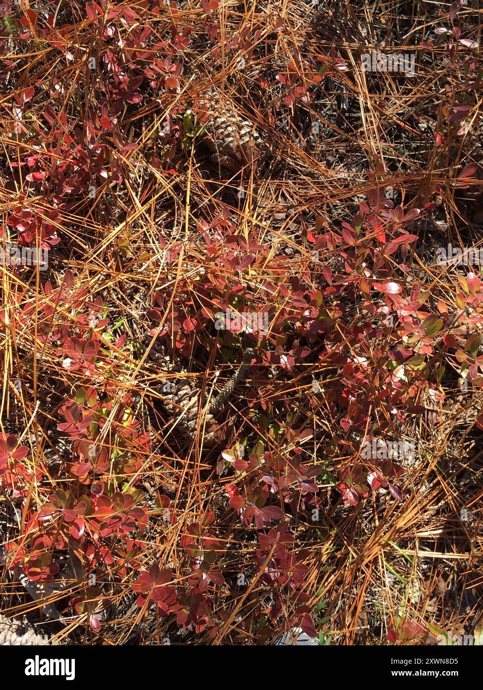 dwarf huckleberry (Gaylussacia dumosa) Plantae Stock Photo - Alamy