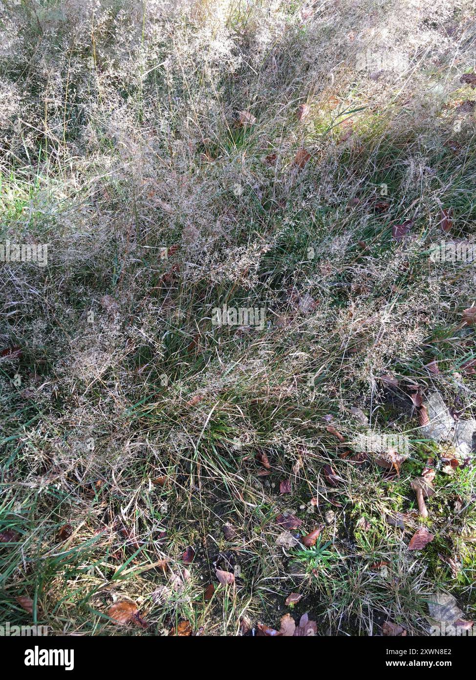 colonial bent (Agrostis capillaris) Plantae Stock Photo - Alamy