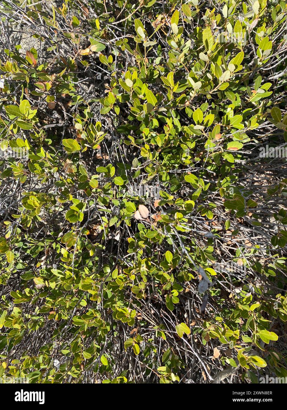 huckleberry oak (Quercus vacciniifolia) Plantae Stock Photo - Alamy