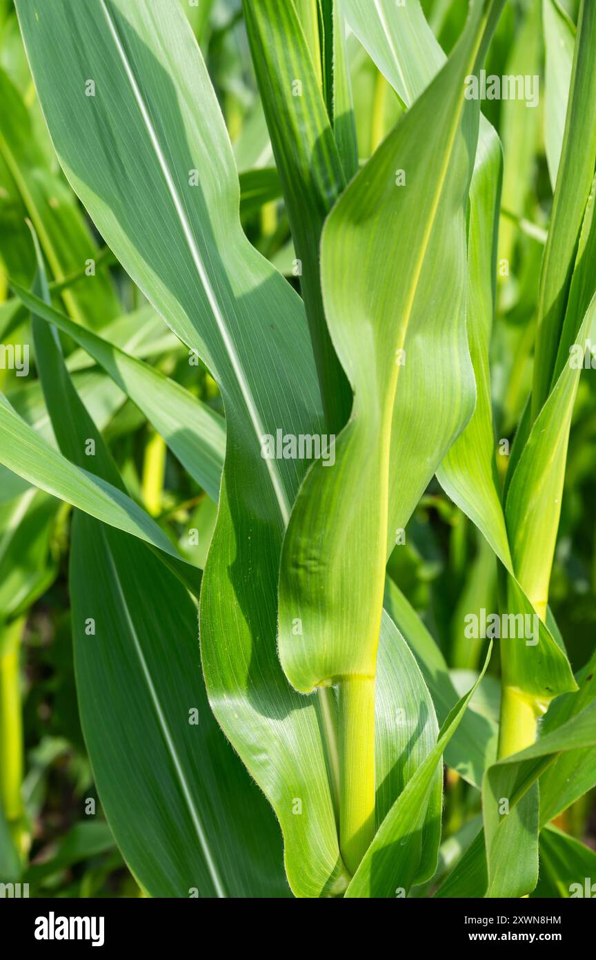 Heidenau farm hi-res stock photography and images - Alamy