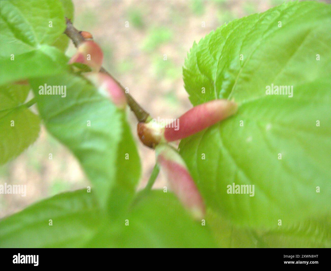 Small-leaved Lime (Tilia cordata) Plantae Stock Photo - Alamy
