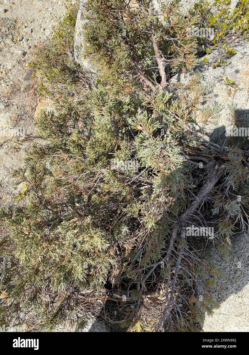 Juniperus grandis hi-res stock photography and images - Alamy