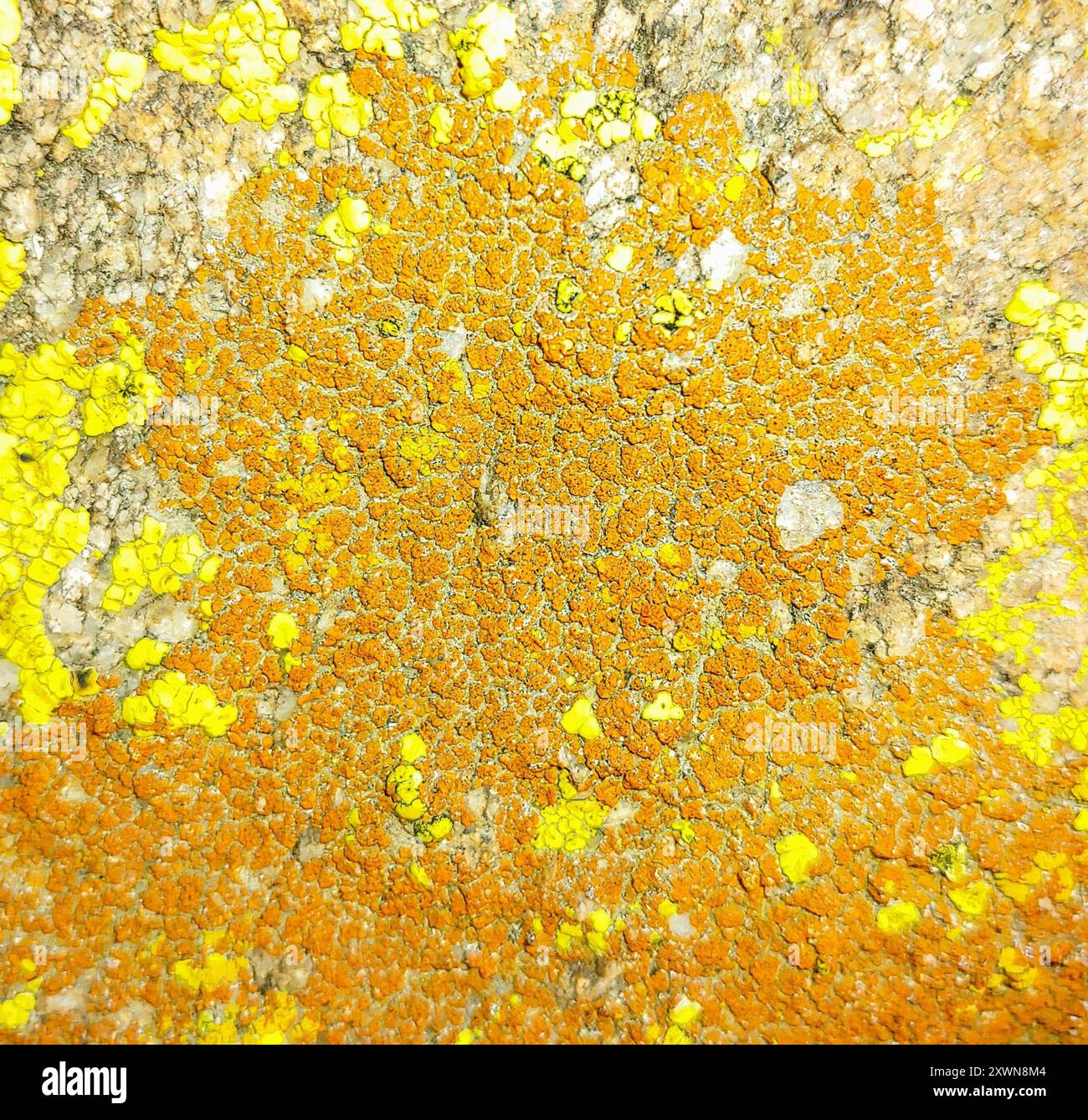 Orange Atoms (Squamulea subsoluta) Fungi Stock Photo - Alamy