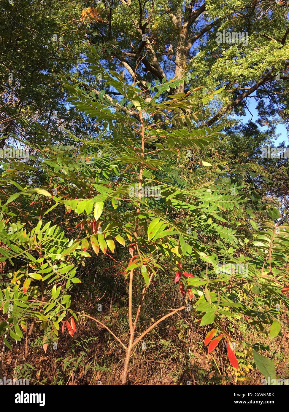 shining sumac (Rhus copallinum) Plantae Stock Photo - Alamy