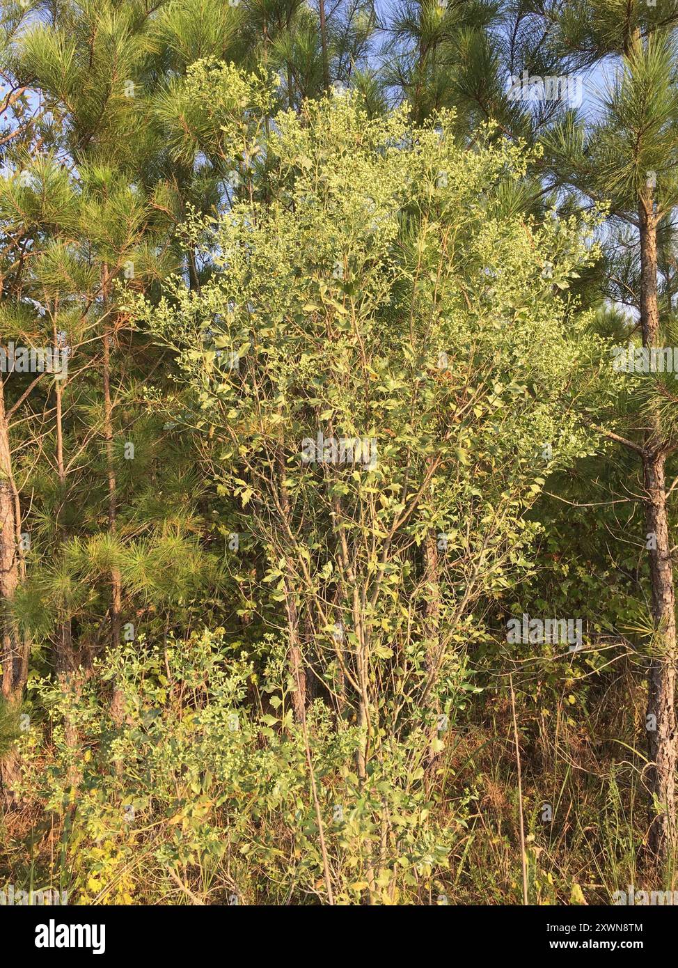 groundsel tree (Baccharis halimifolia) Plantae Stock Photo - Alamy