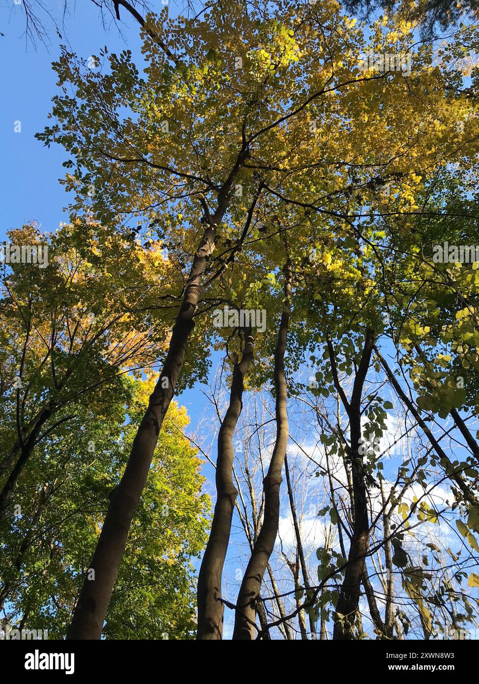 Kentucky yellowwood (Cladrastis kentukea) Plantae Stock Photo - Alamy