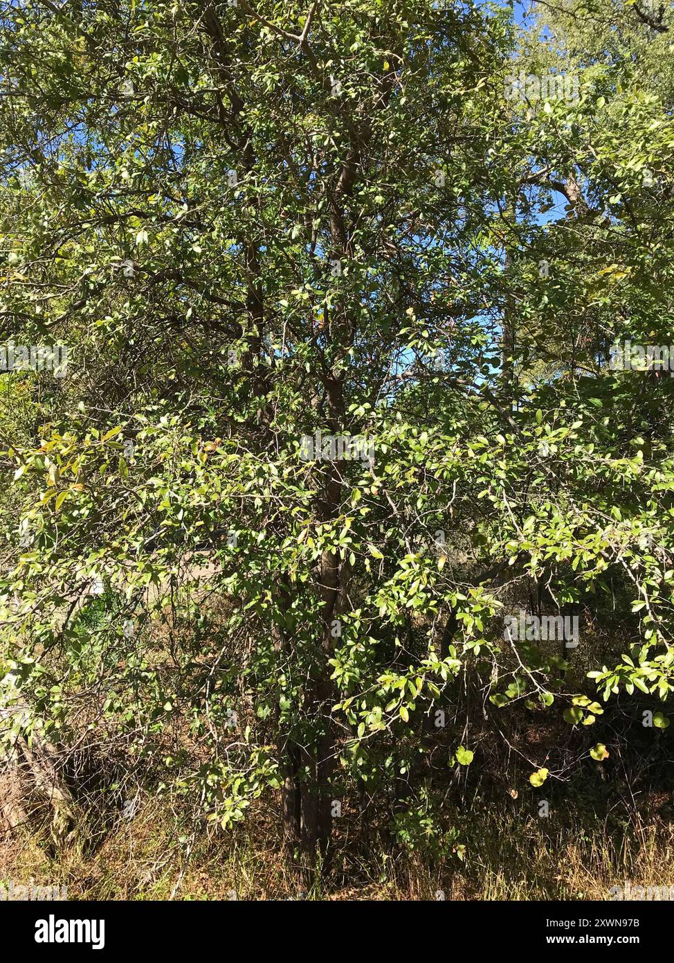 Gum bumelia (Sideroxylon lanuginosum) Plantae Stock Photo - Alamy
