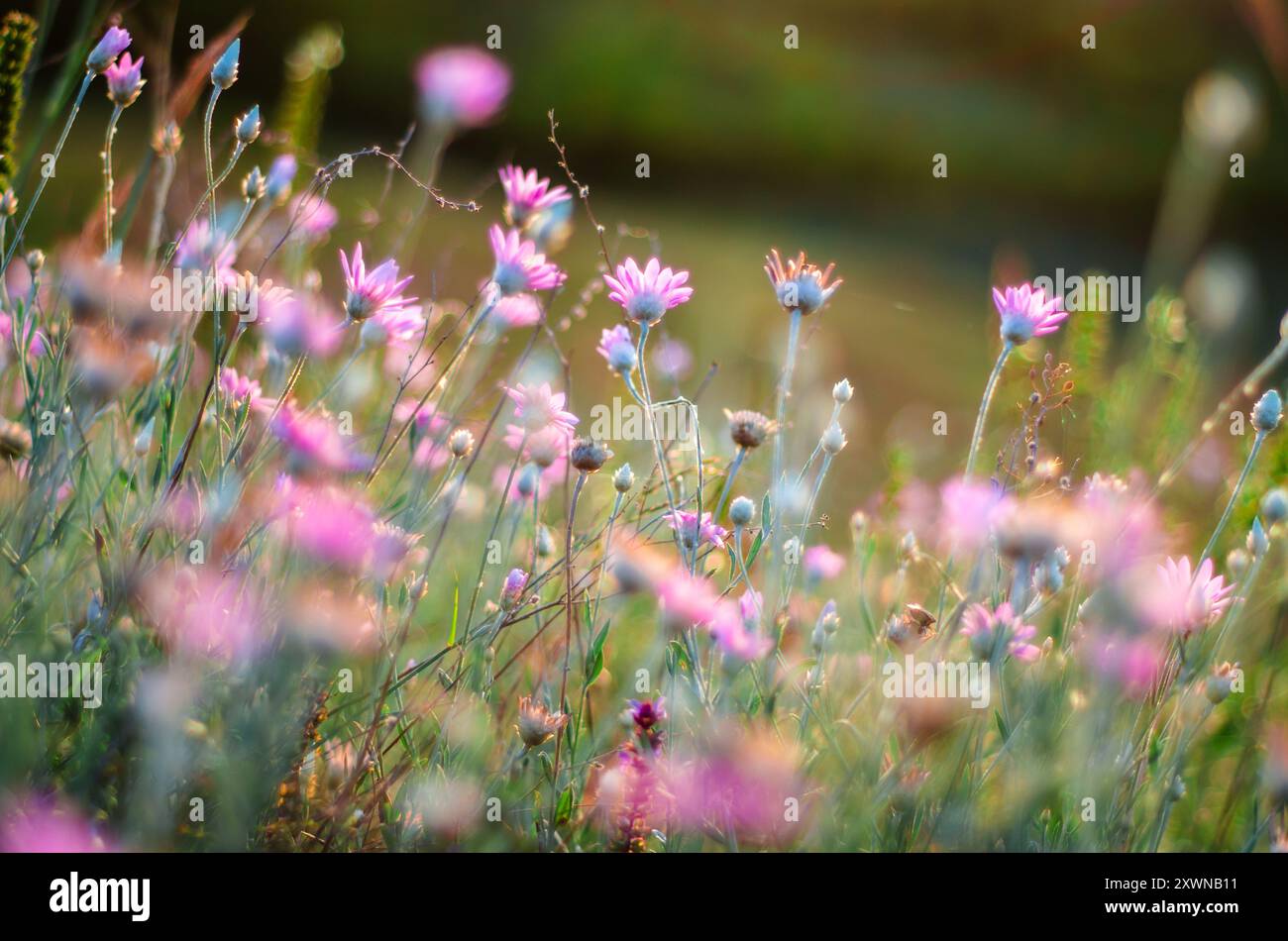 Annual immortelle hi-res stock photography and images - Alamy