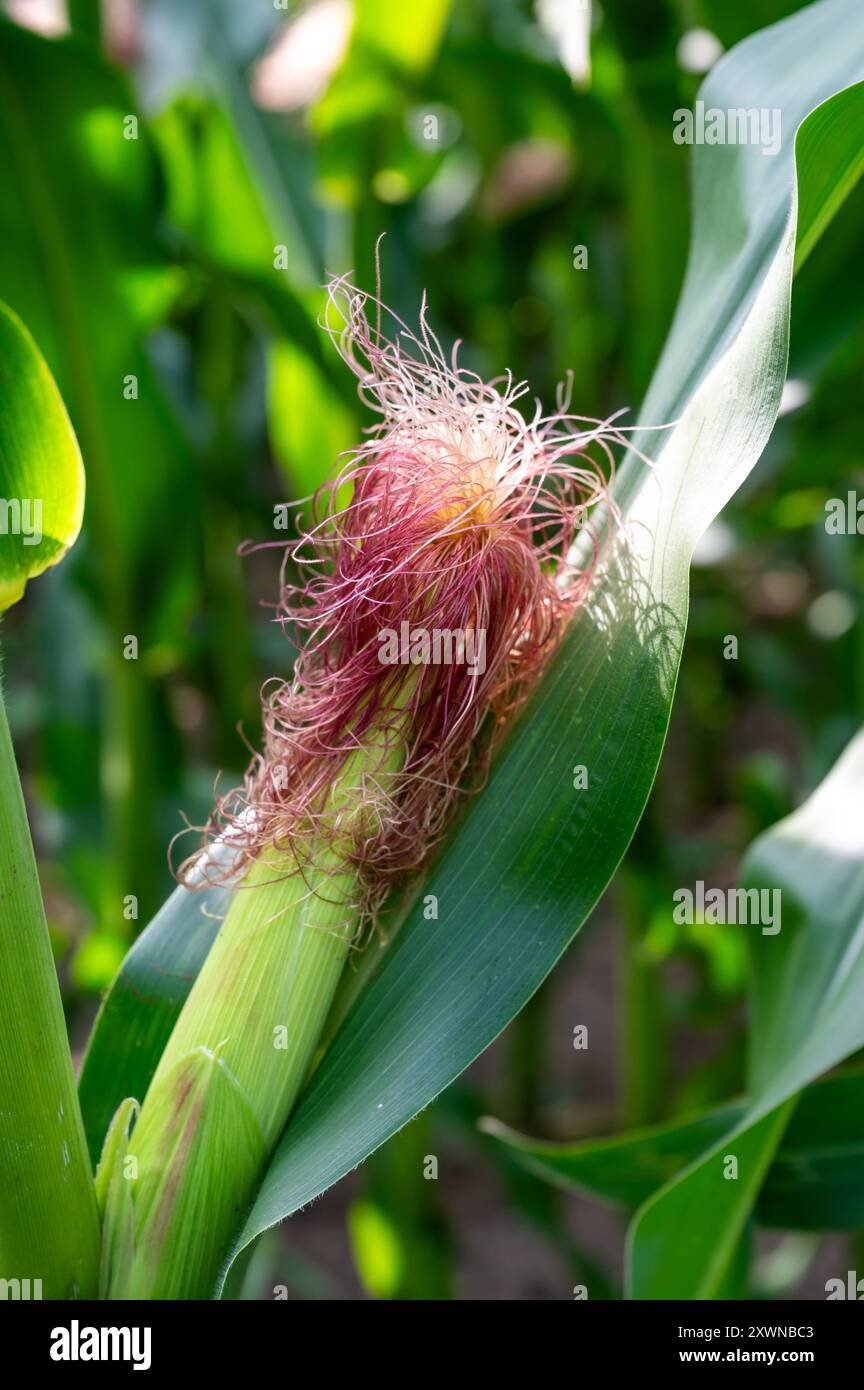 Germany agriculture corn hi-res stock photography and images - Alamy
