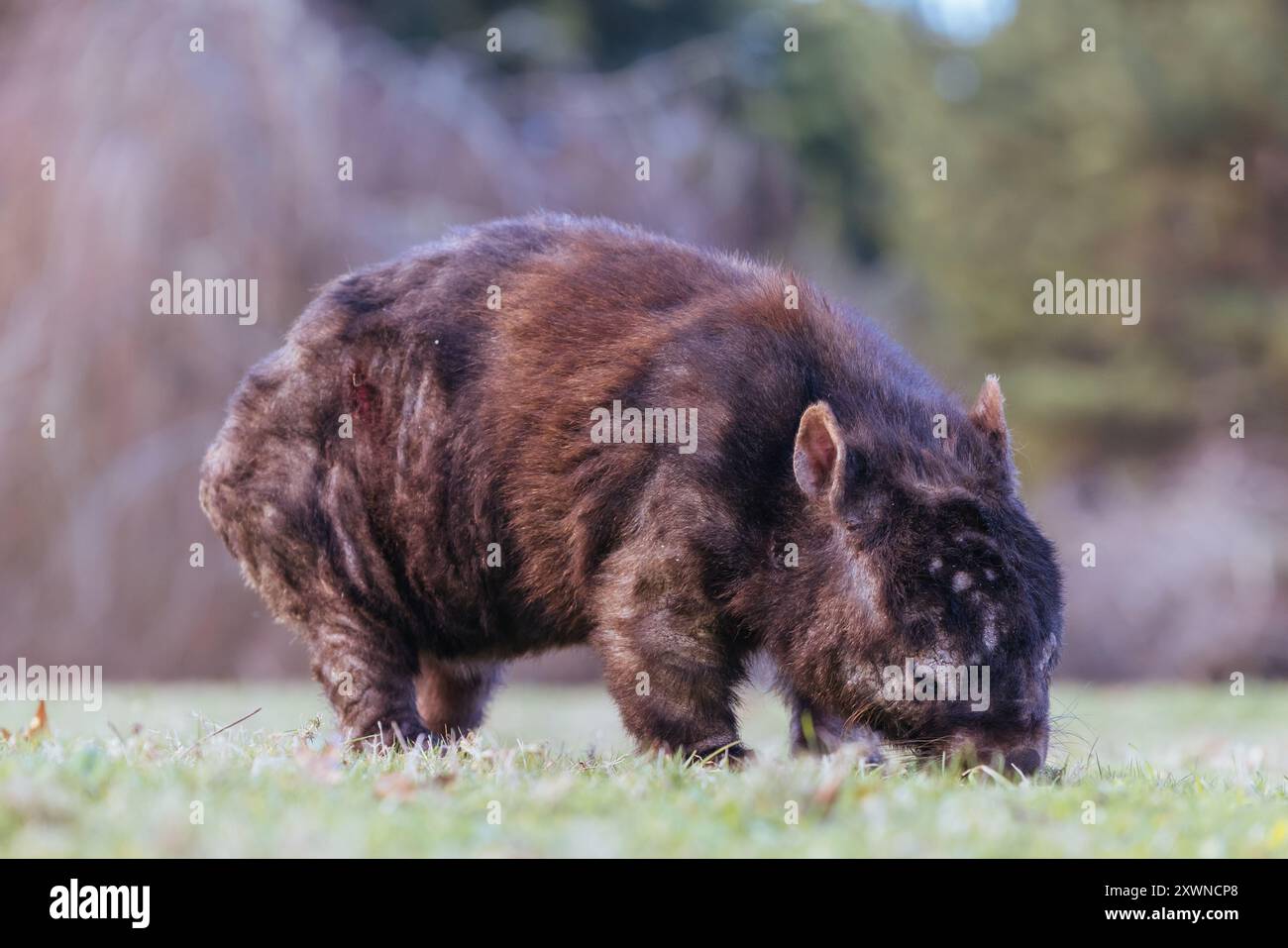 Sick Wombat with Mange in Australia Stock Photo - Alamy