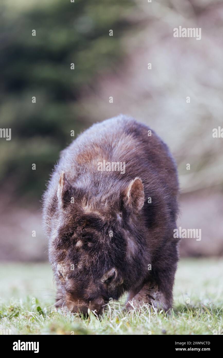 Sick Wombat with Mange in Australia Stock Photo - Alamy