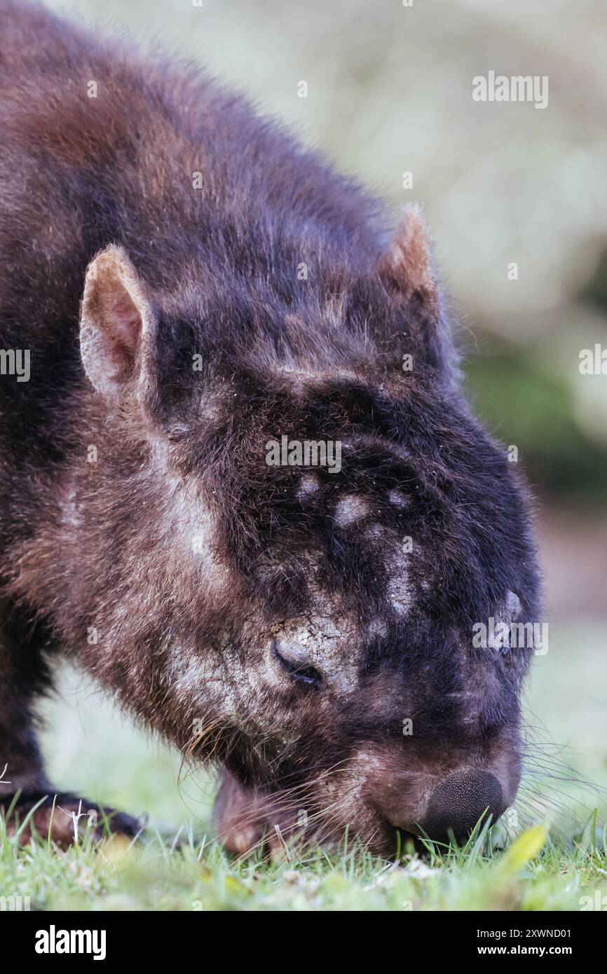 Sick Wombat with Mange in Australia Stock Photo - Alamy