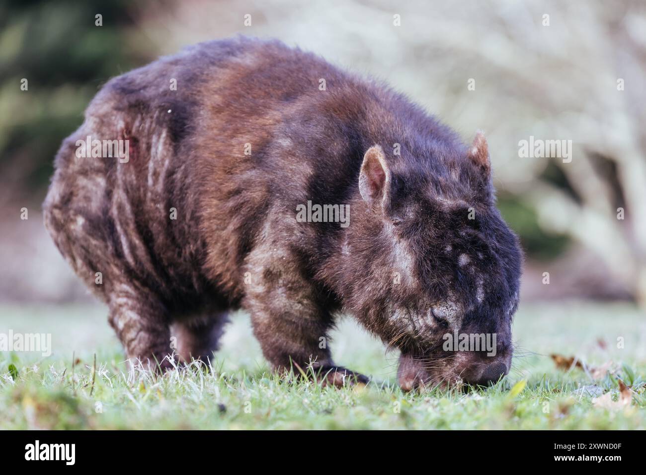 Sick Wombat with Mange in Australia Stock Photo - Alamy