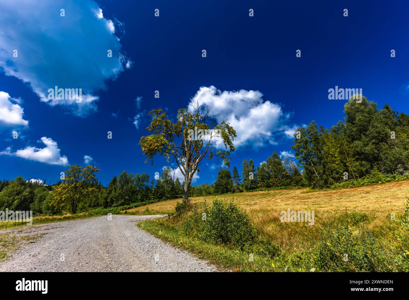 Bicycle routes in the Beskids, mountain landscape, tall trees, steep ...