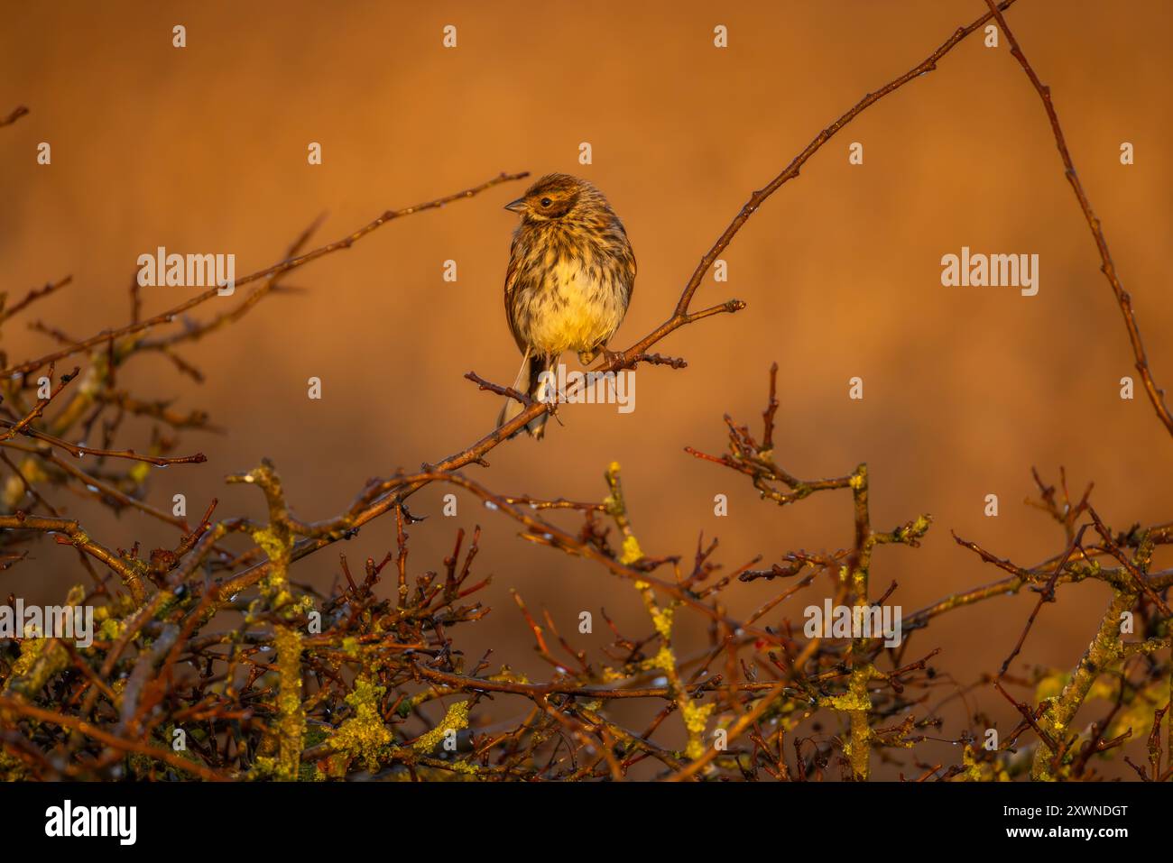 Reed bunting captured in the golden hour hi-res stock photography and ...