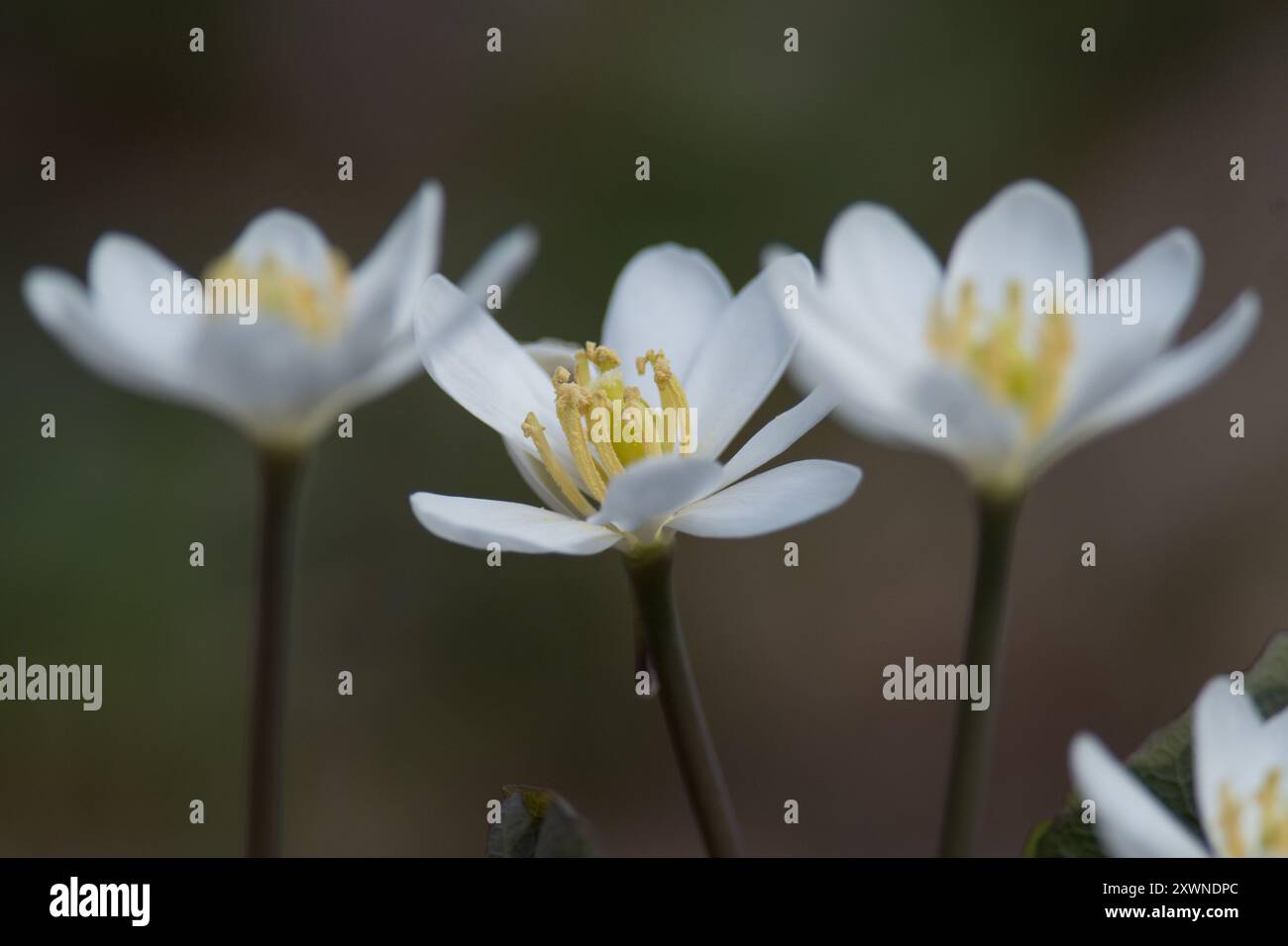 Close up bloodroot flower hi-res stock photography and images - Alamy