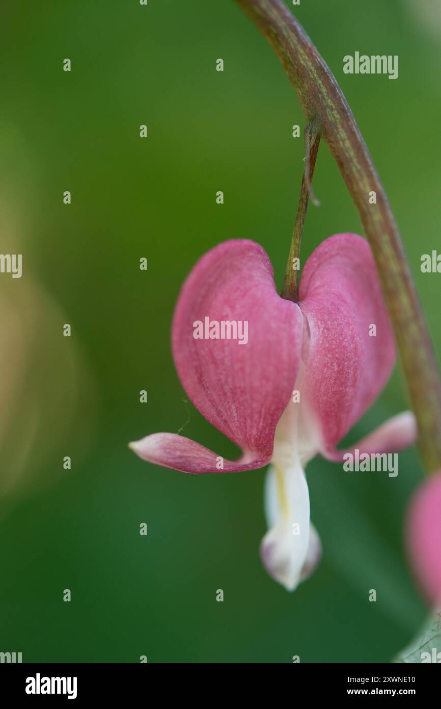 Bleeding Heart flower drooping towards bottom of the frame Stock Photo ...