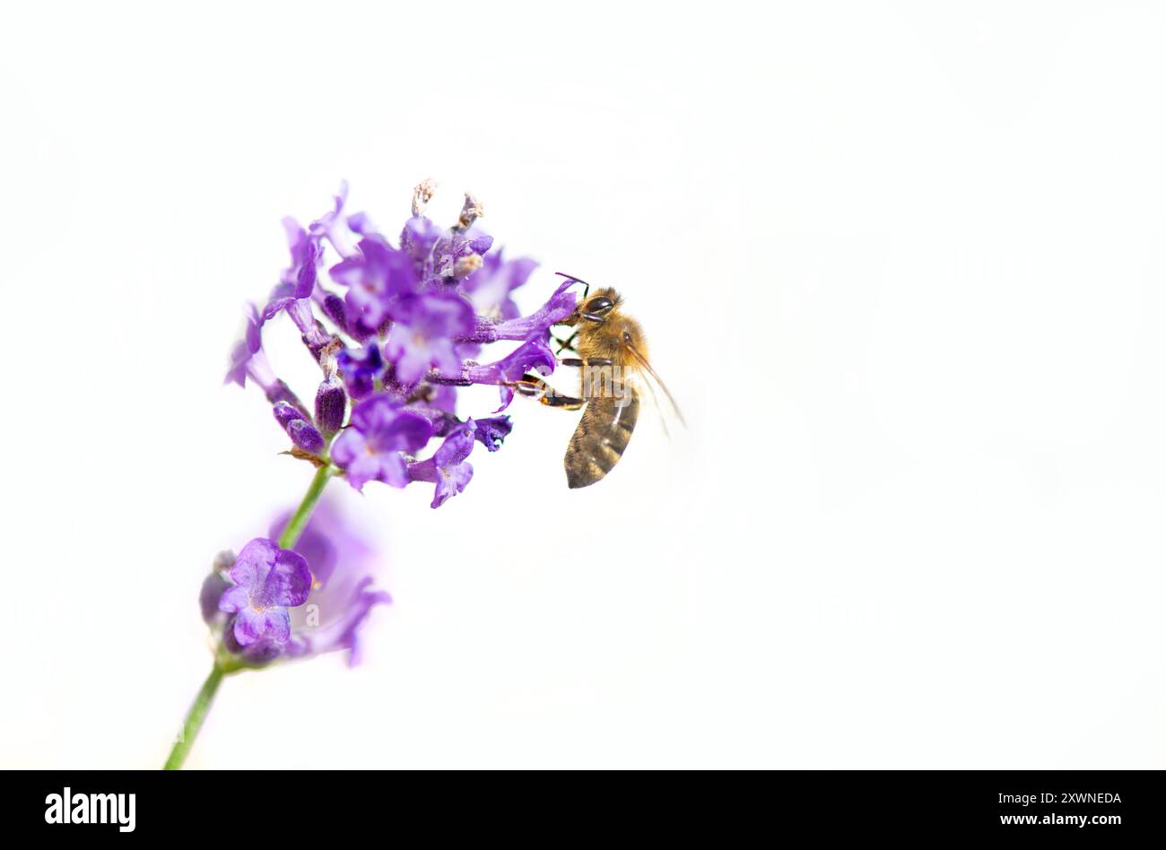 Closeup bee on purple Cut Out Stock Images & Pictures - Alamy