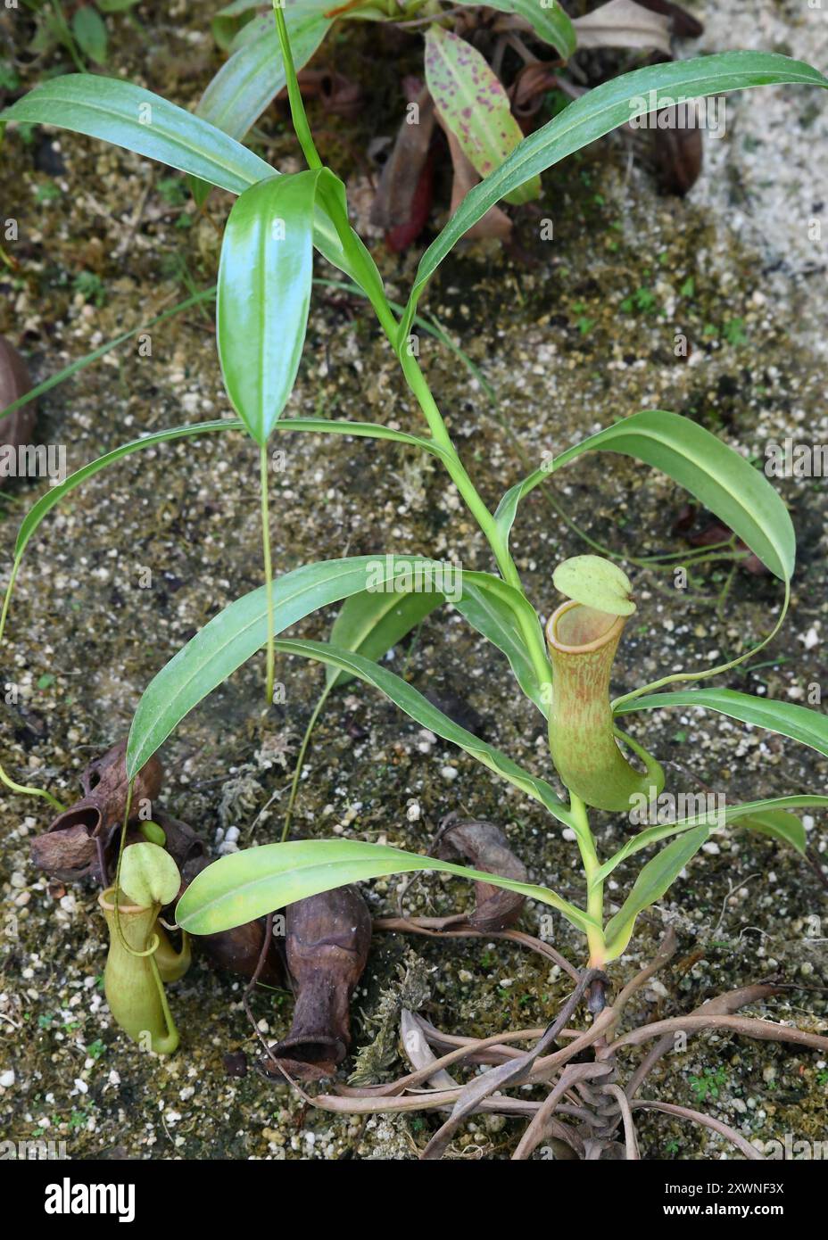 Pitfall traps hi-res stock photography and images - Alamy